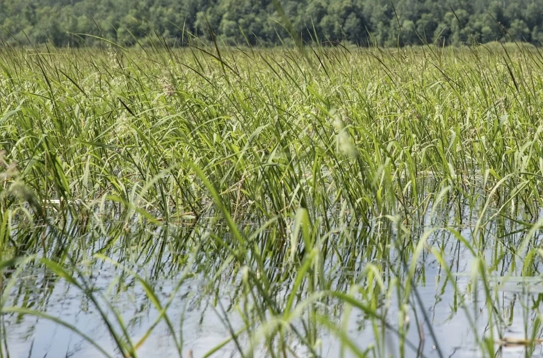 Wild Rice — Boreal Forage
