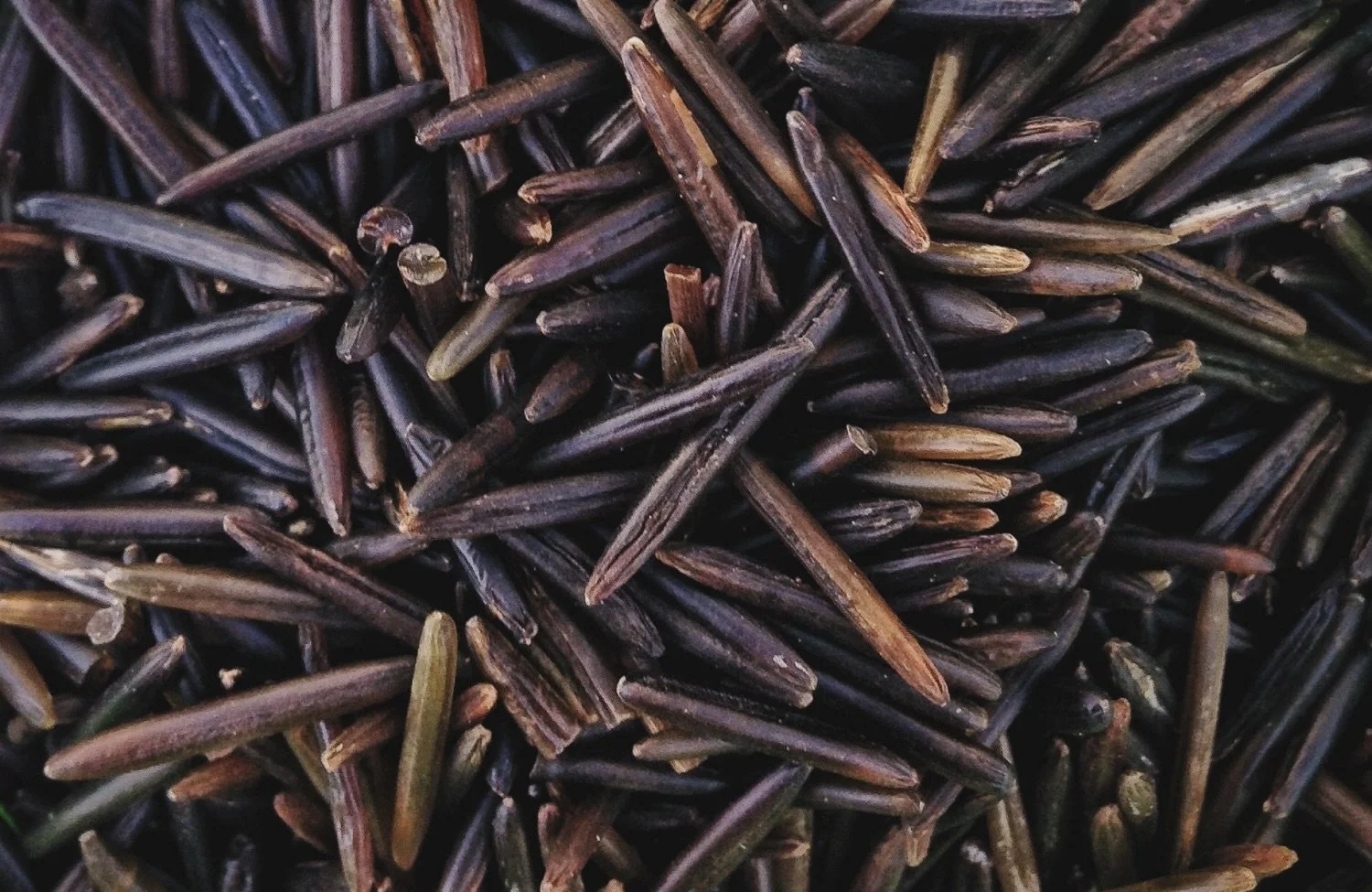 Wild Rice — Boreal Forage