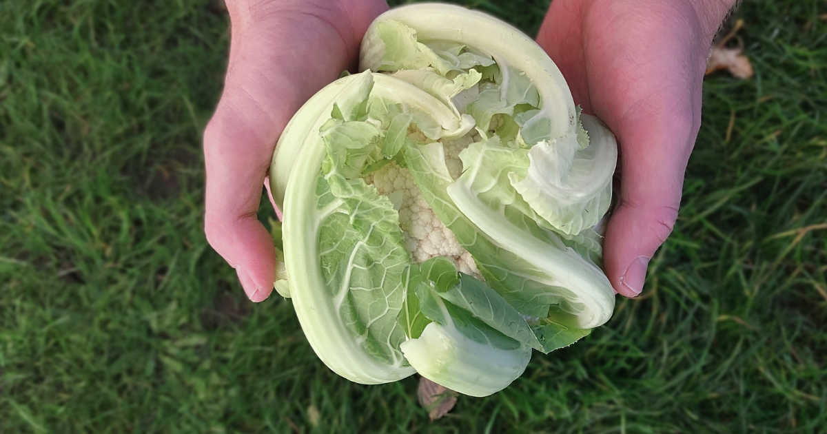 WHOLESOME FAMILY VEGGIES — Powr Nutrients