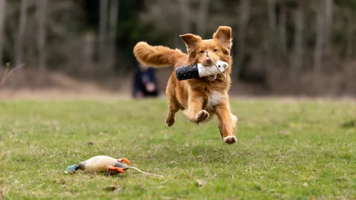 Blog 2 — Focus Dog Training