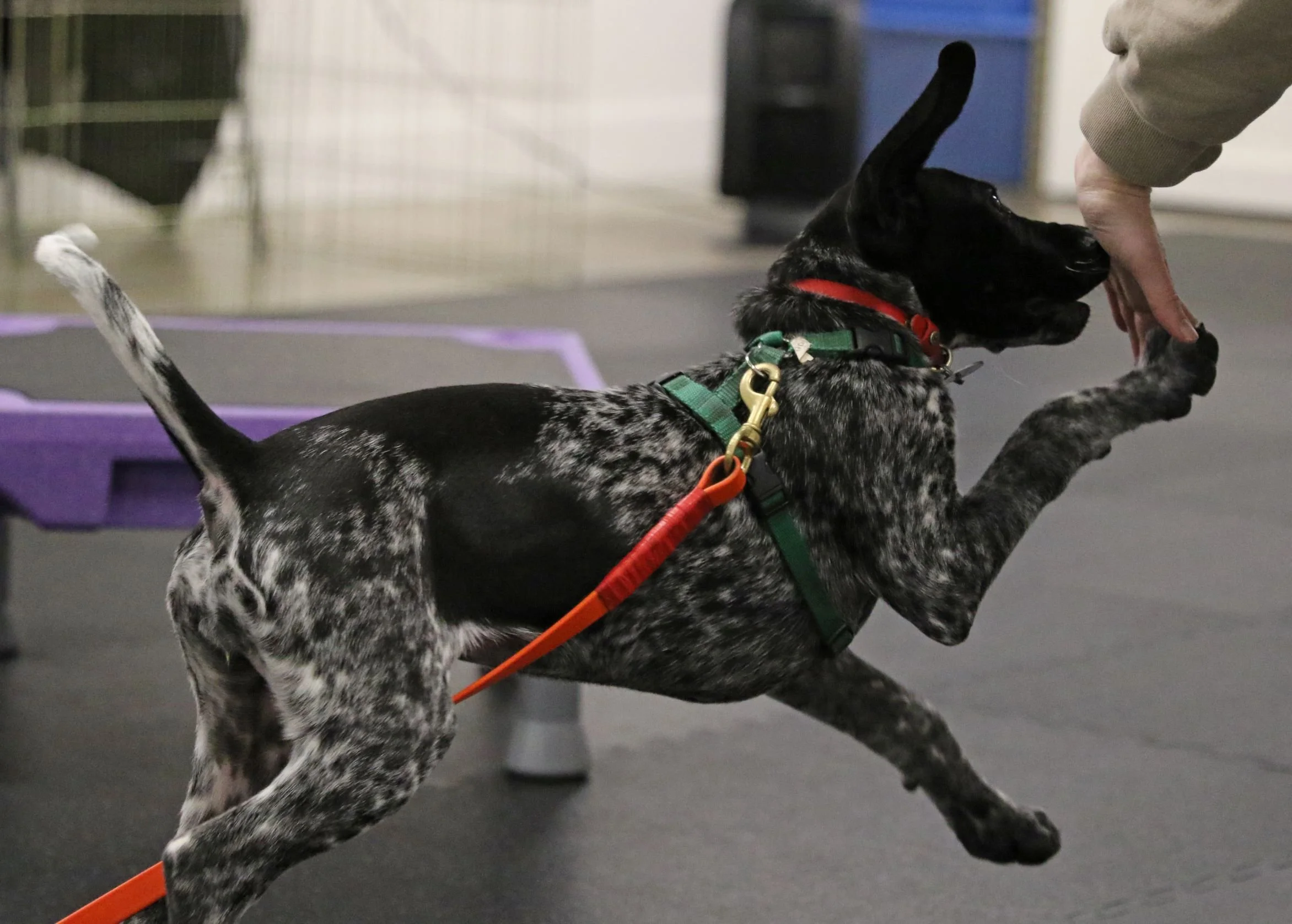 Pre Puppy — Focus Dog Training