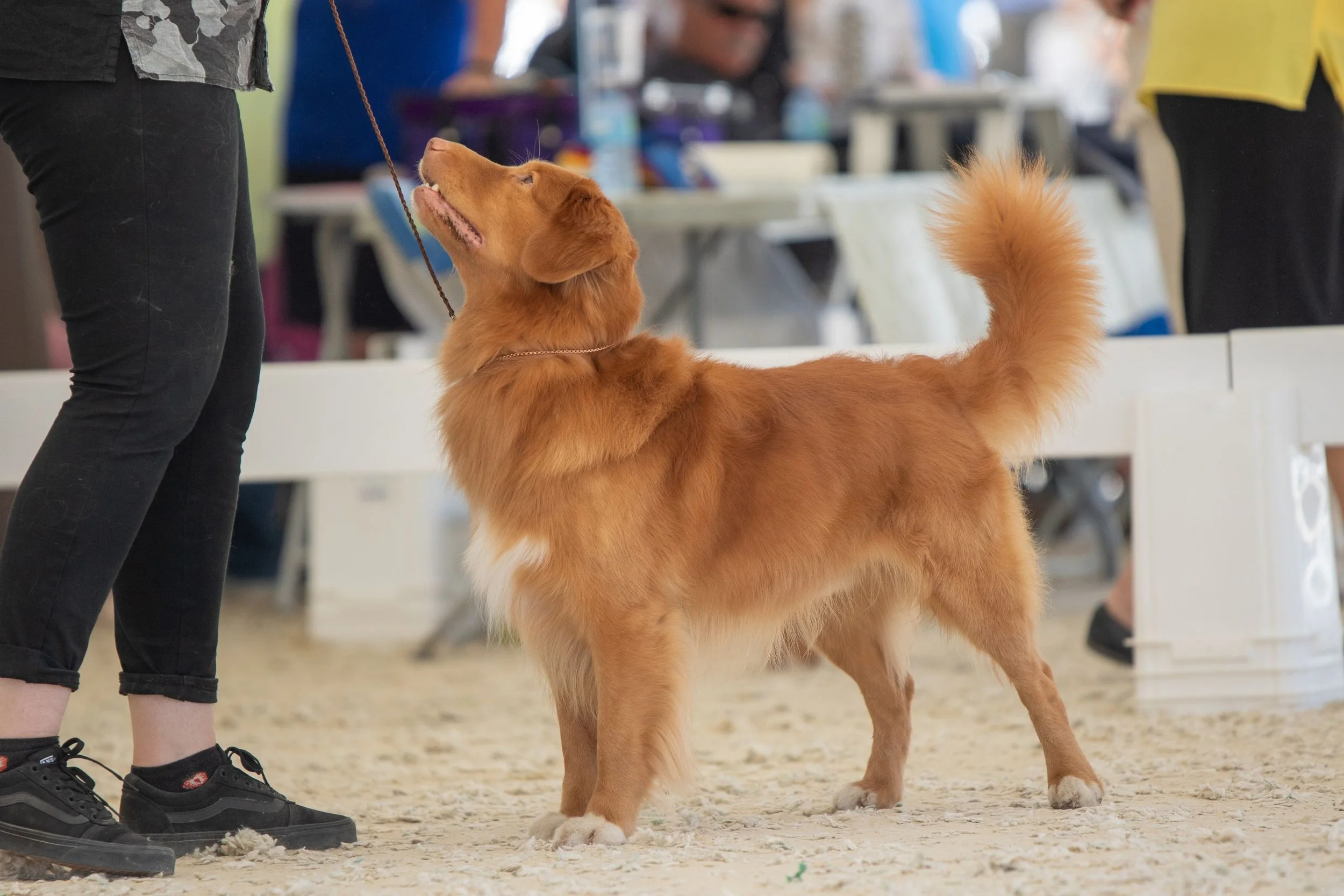 About — Focus Dog Training