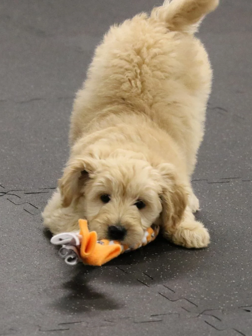 Puppy Training — Focus Dog Training