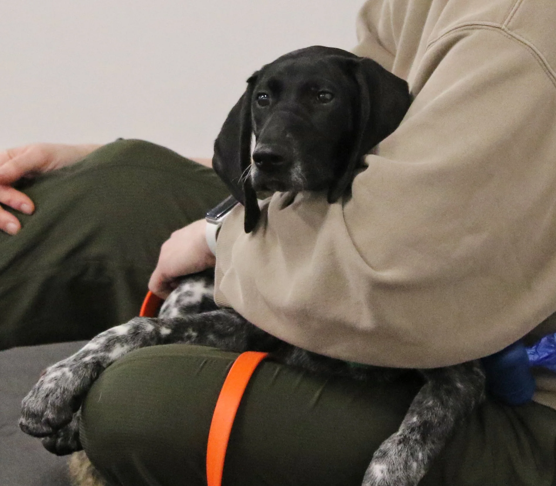 Pre Puppy — Focus Dog Training