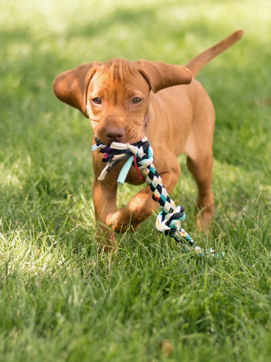 On Demand — Focus Dog Training