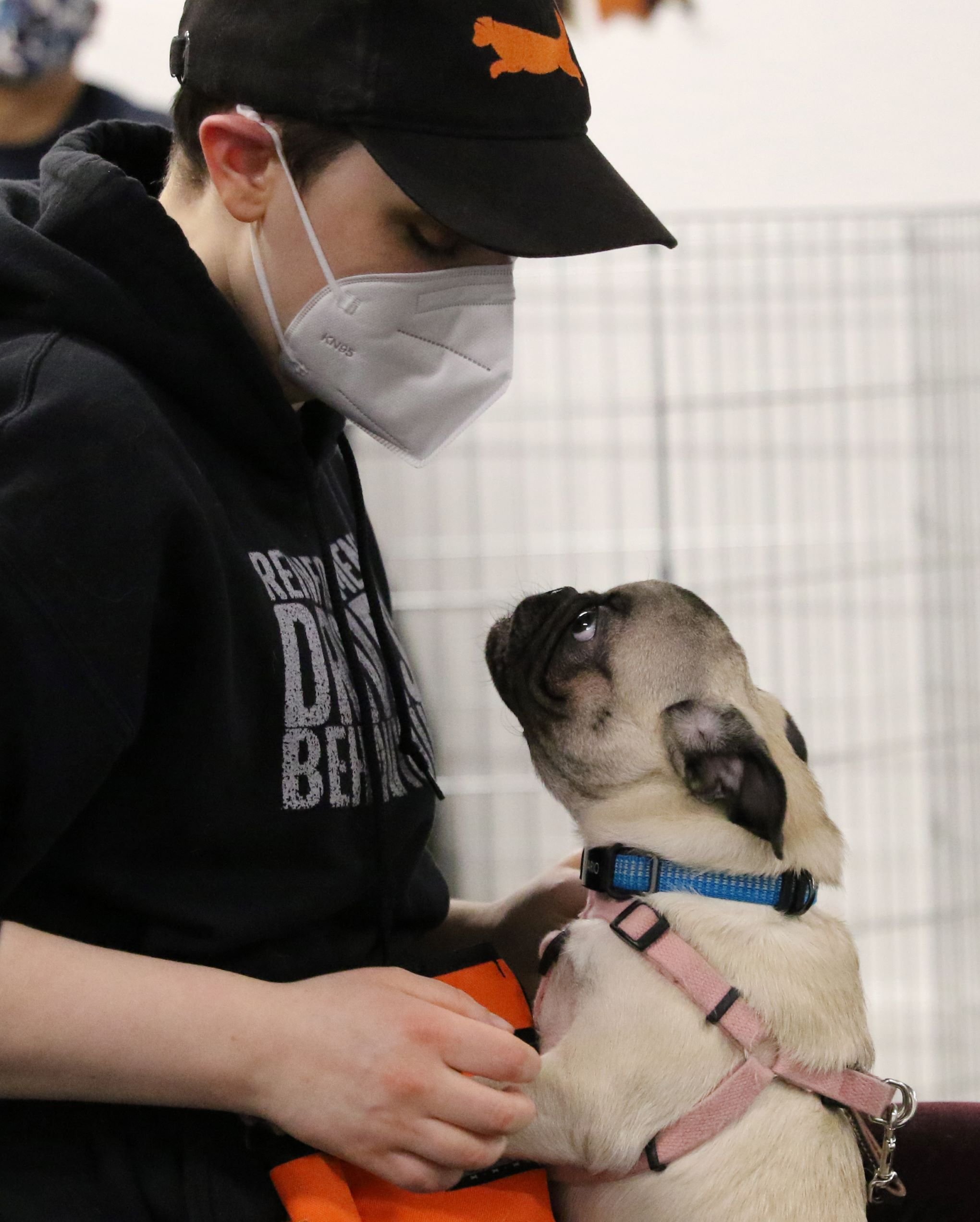 Pre Puppy — Focus Dog Training