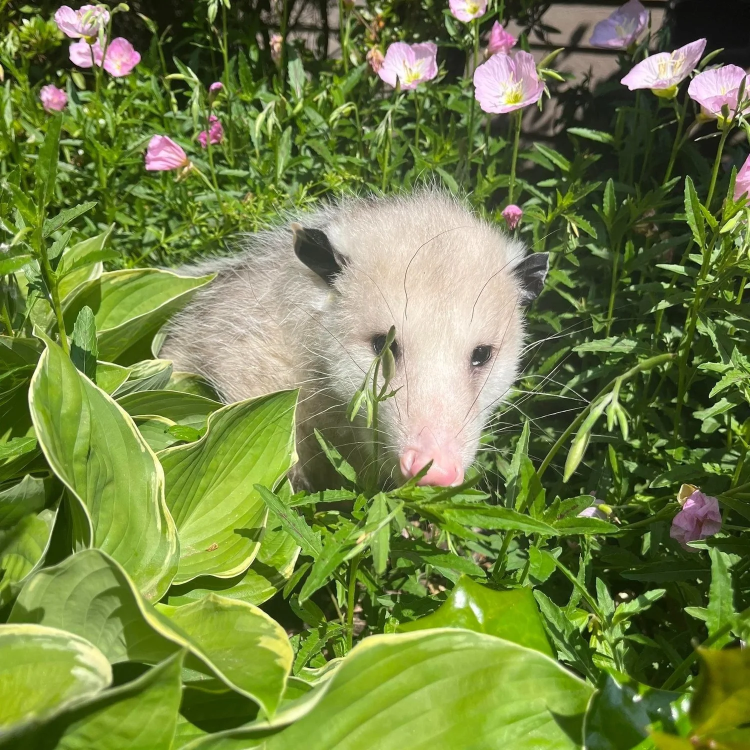 Georgia Wildlife Network