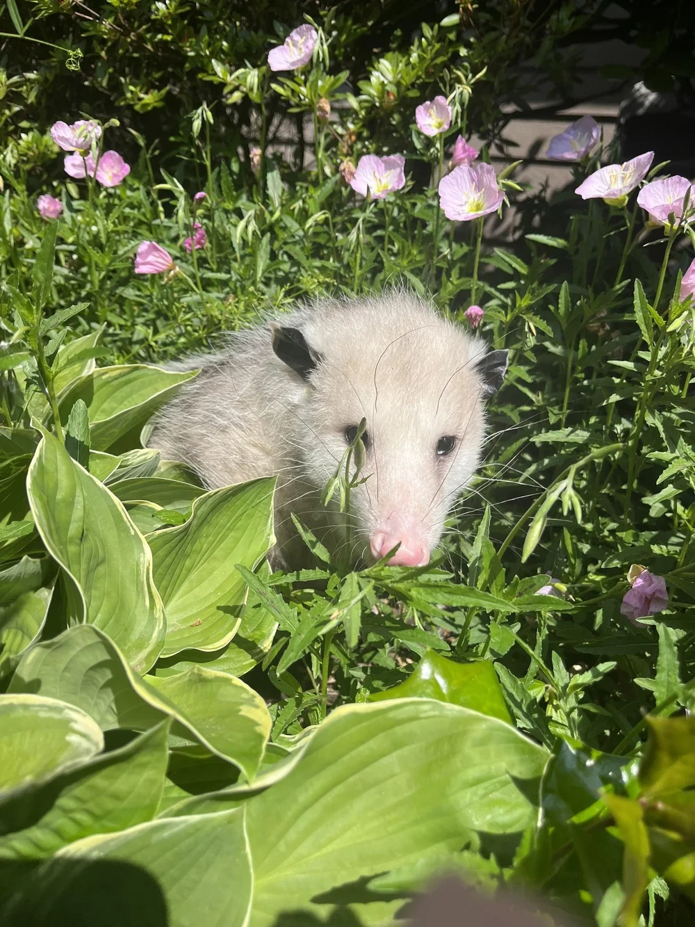 Georgia Wildlife Network