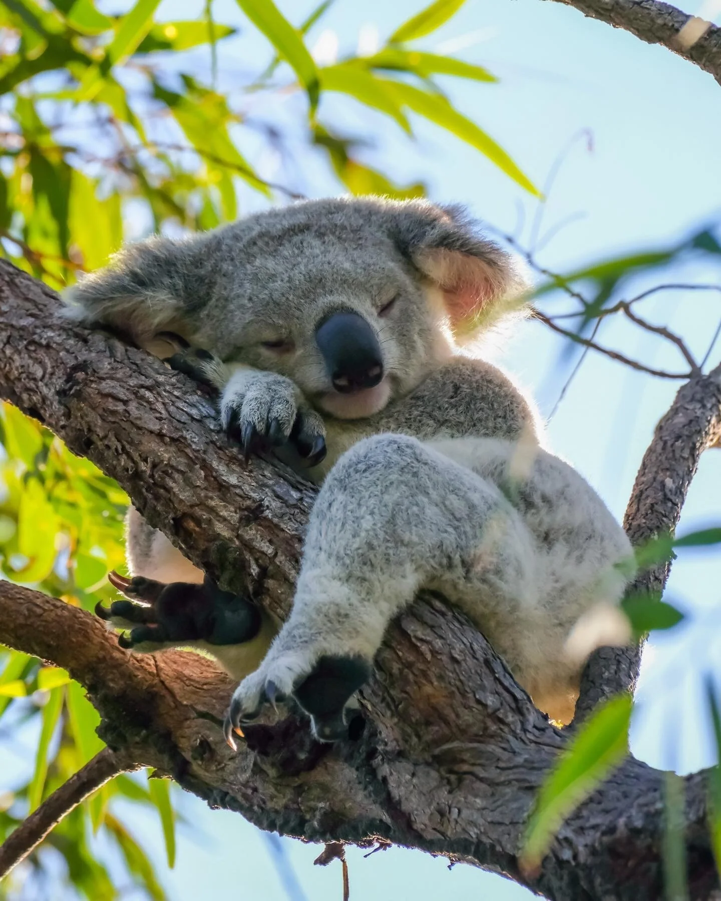 Horseshoe Bay, Magnetic Island — This Is Magnetic Island
