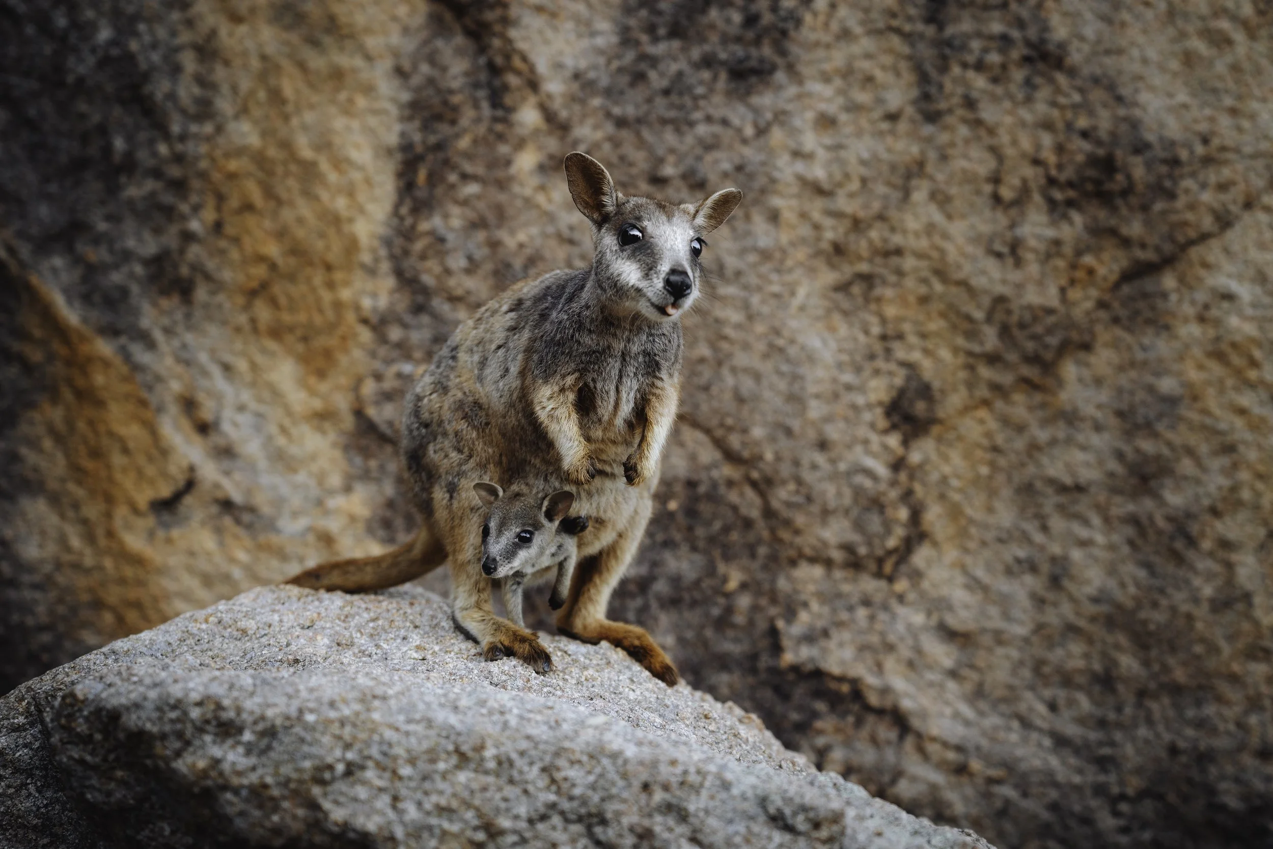 Land wildlife — This Is Magnetic Island