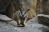 Rock Wallabies — This Is Magnetic Island