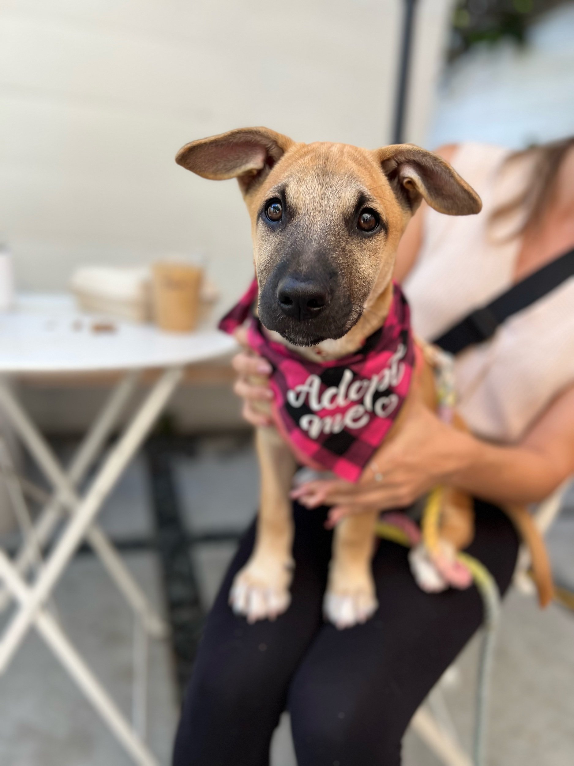 Adopt a rescue dog in Southern California — The Cantu Foundation