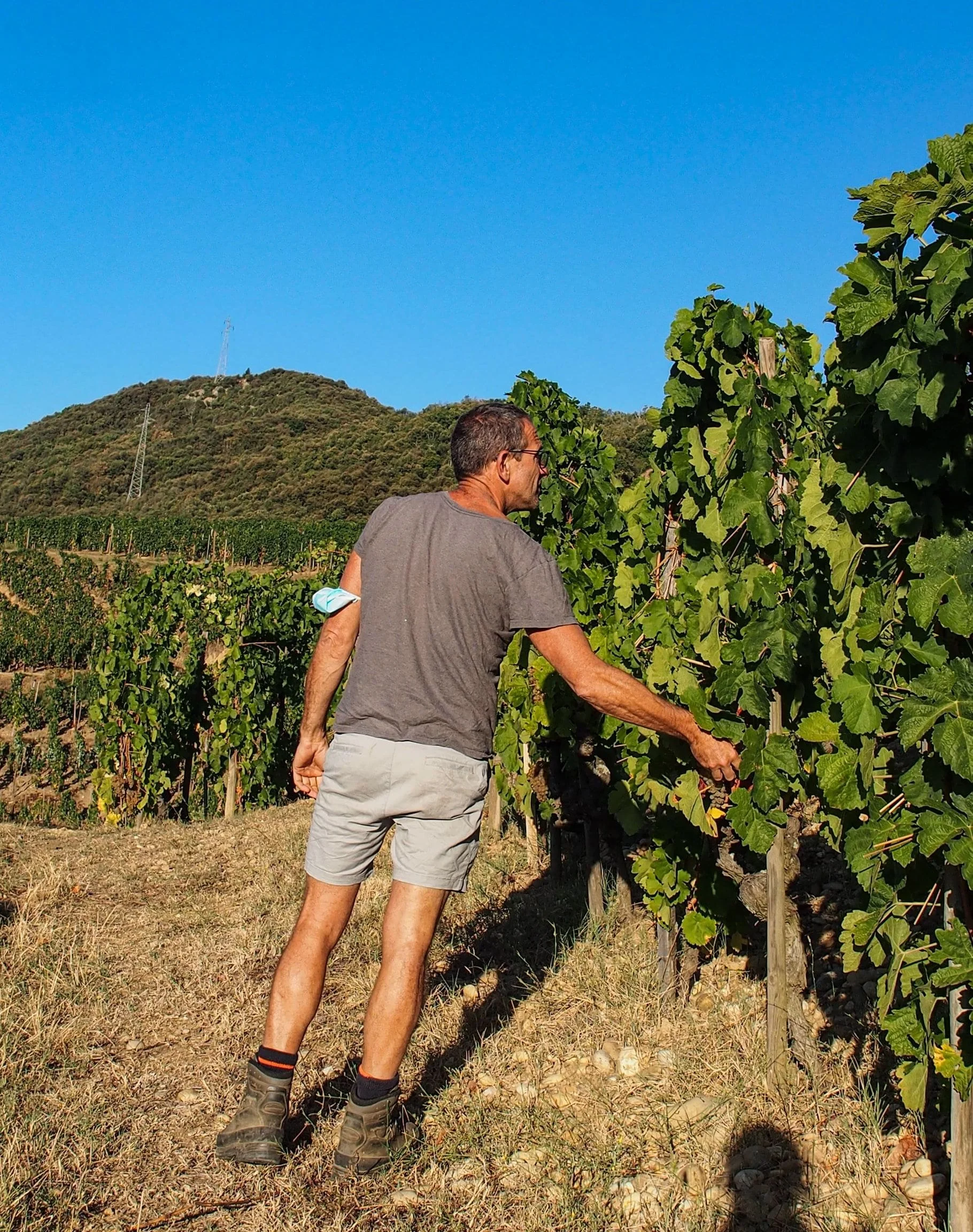 Domaine Pierre Gonon | LITTLEWINE | The knowledge platform