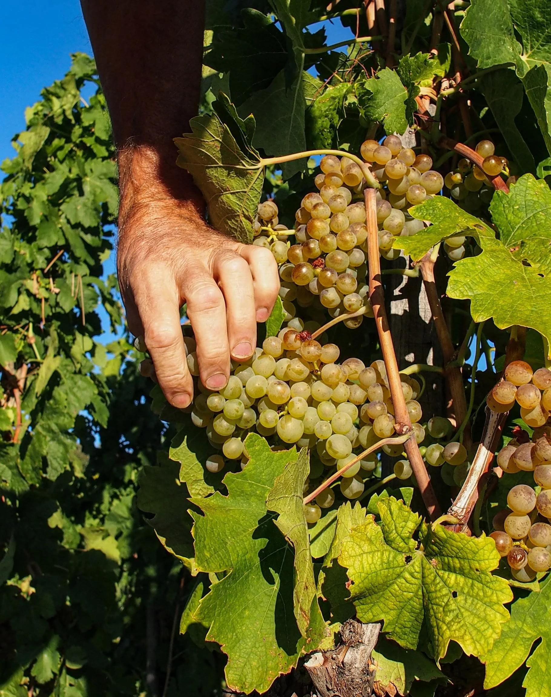 Domaine Pierre Gonon | LITTLEWINE | The knowledge platform