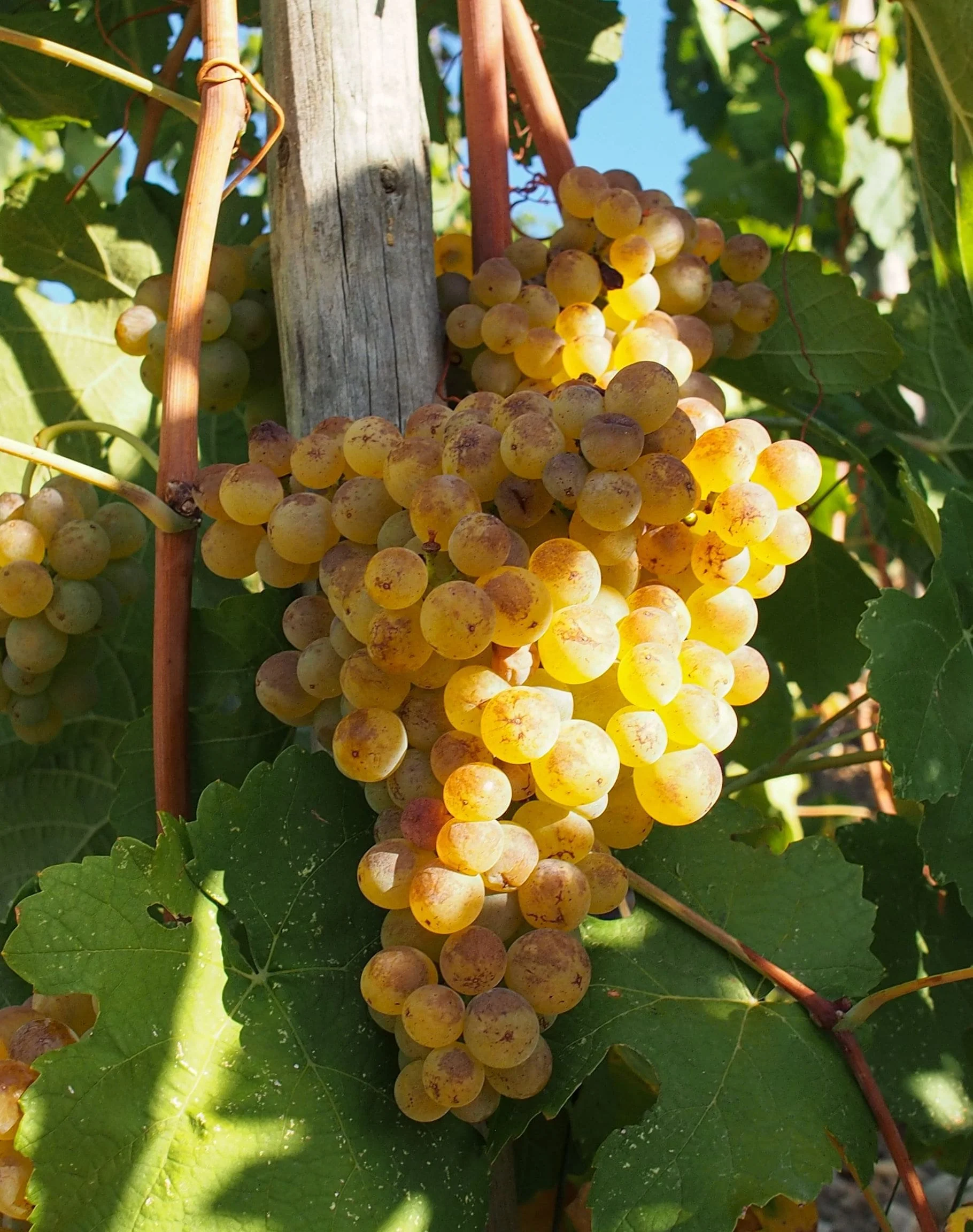 Domaine Pierre Gonon | LITTLEWINE | The knowledge platform