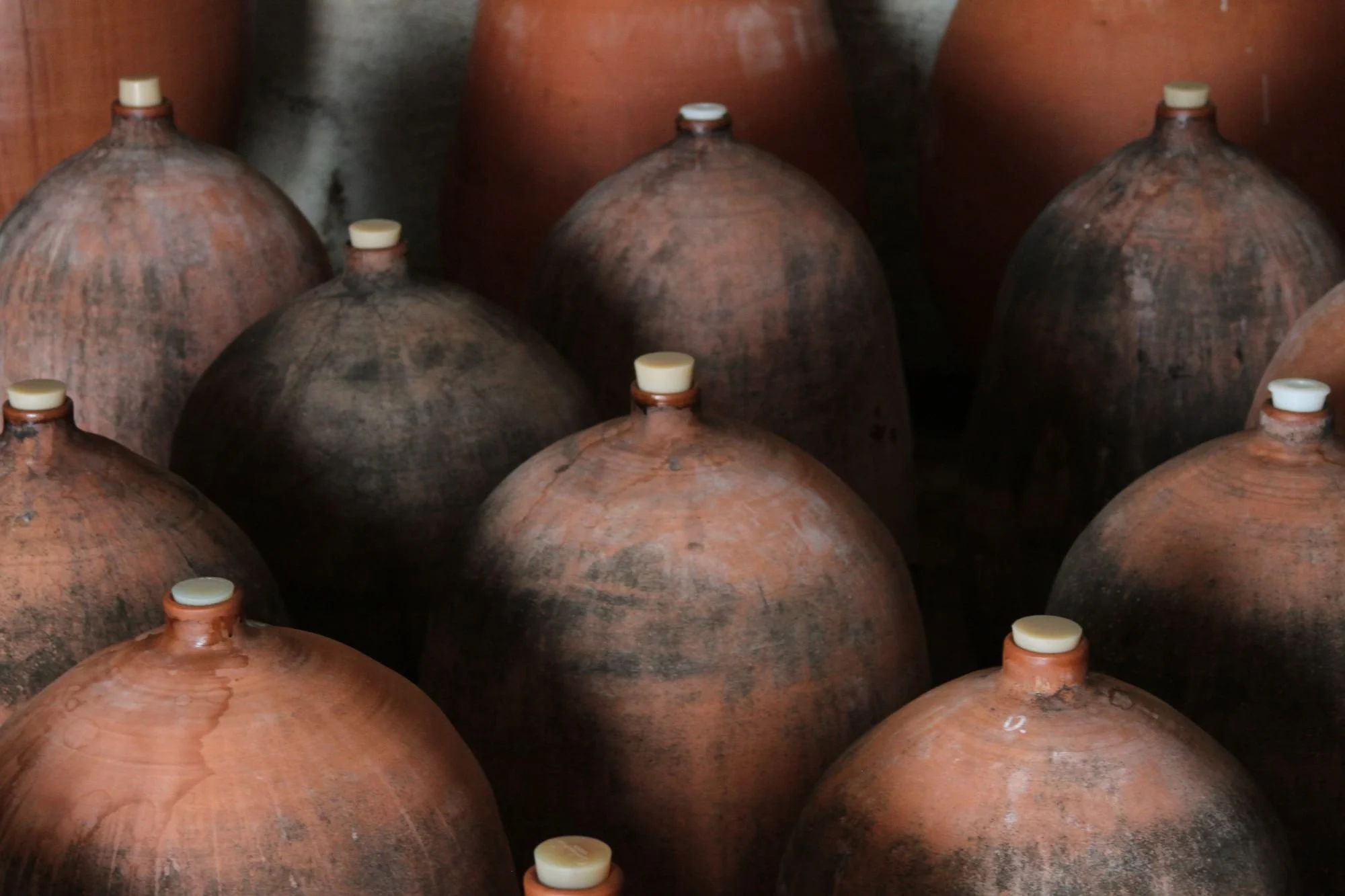 Domaine de l’Ecu | LITTLEWINE | The knowledge platform