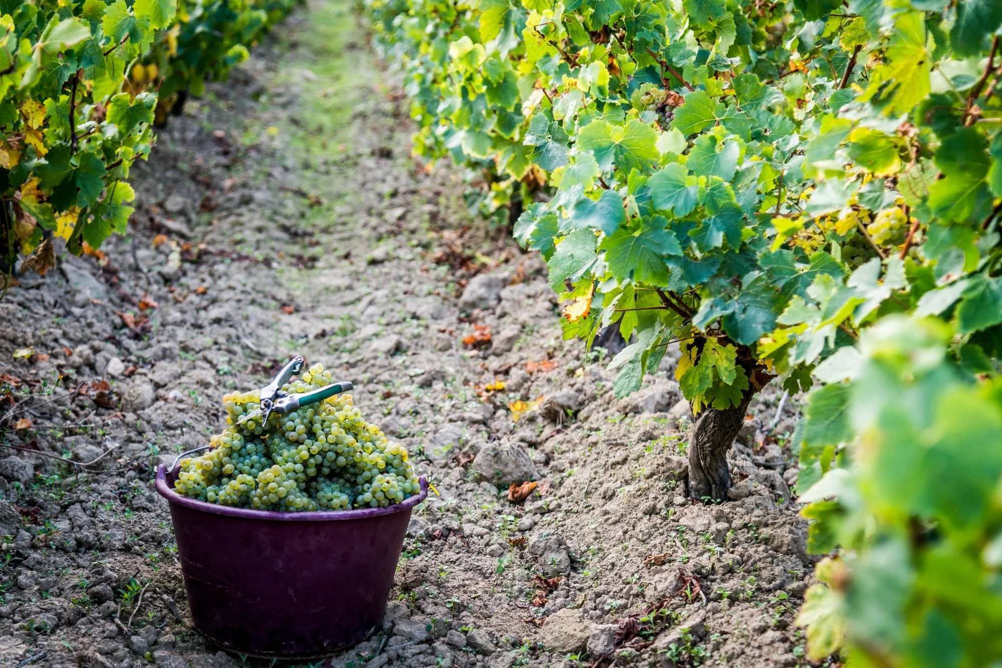 Domaine de l’Ecu | LITTLEWINE | The knowledge platform