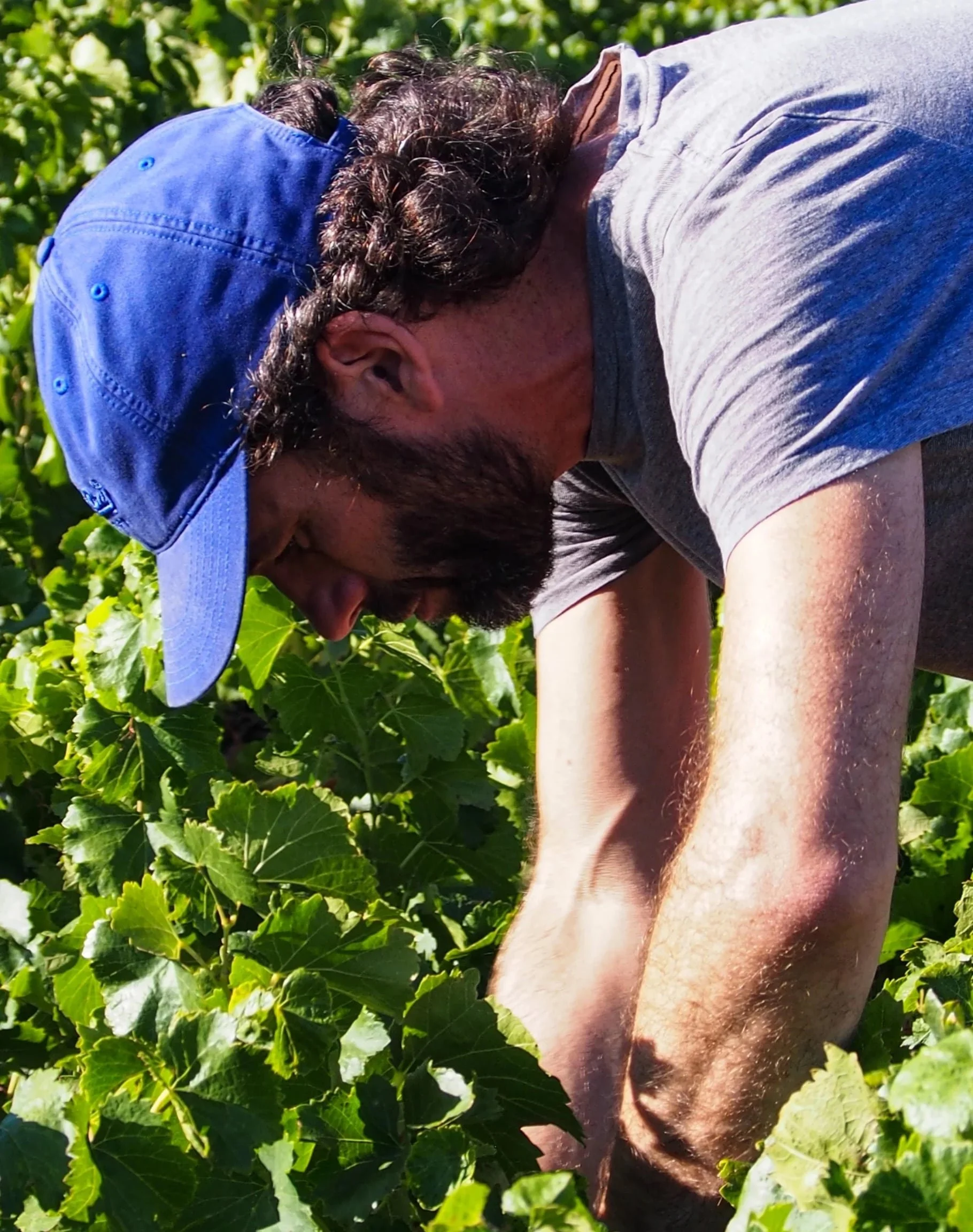 Jean David | LITTLEWINE | The knowledge platform