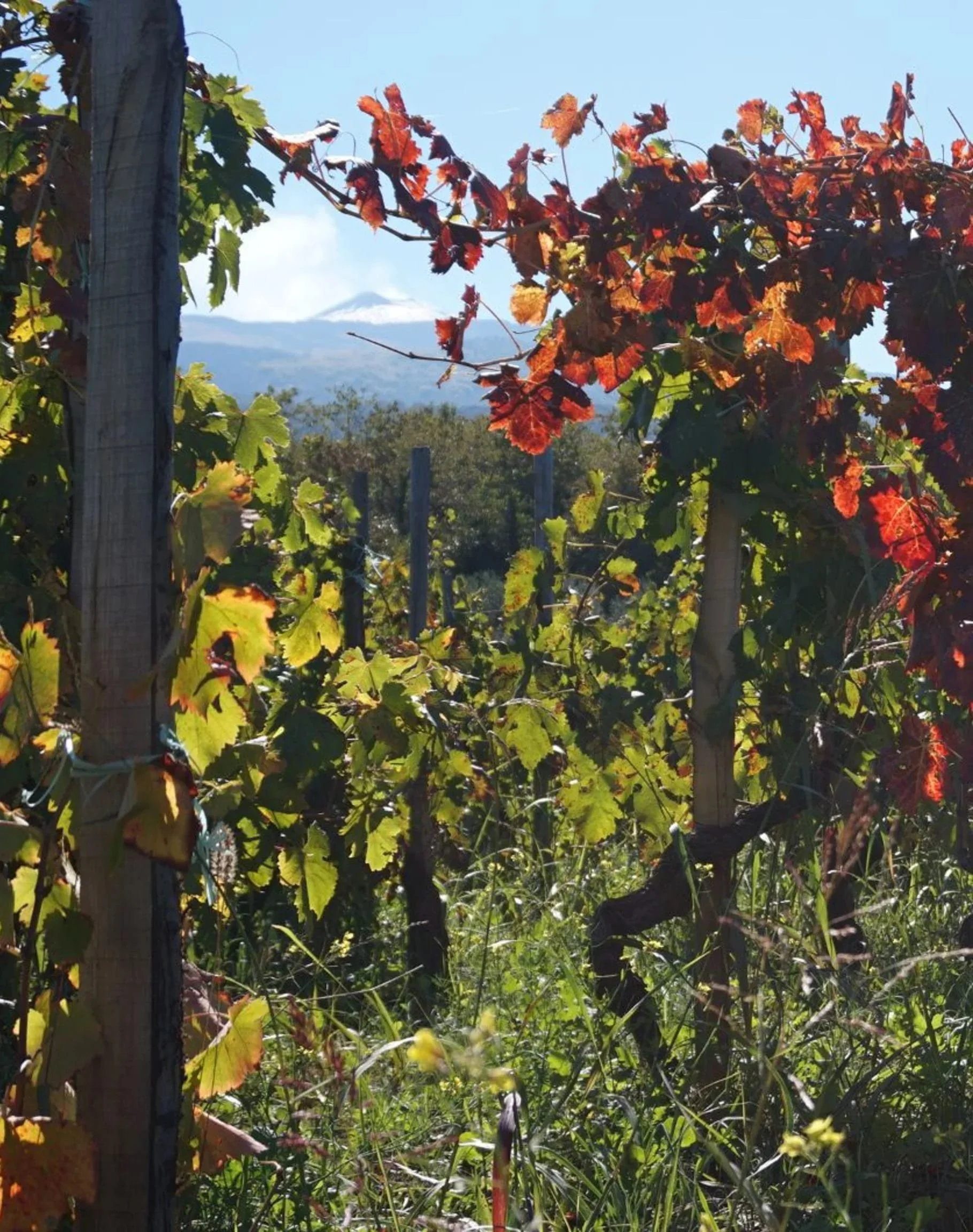 Masseria del Pino | LITTLEWINE | The knowledge platform