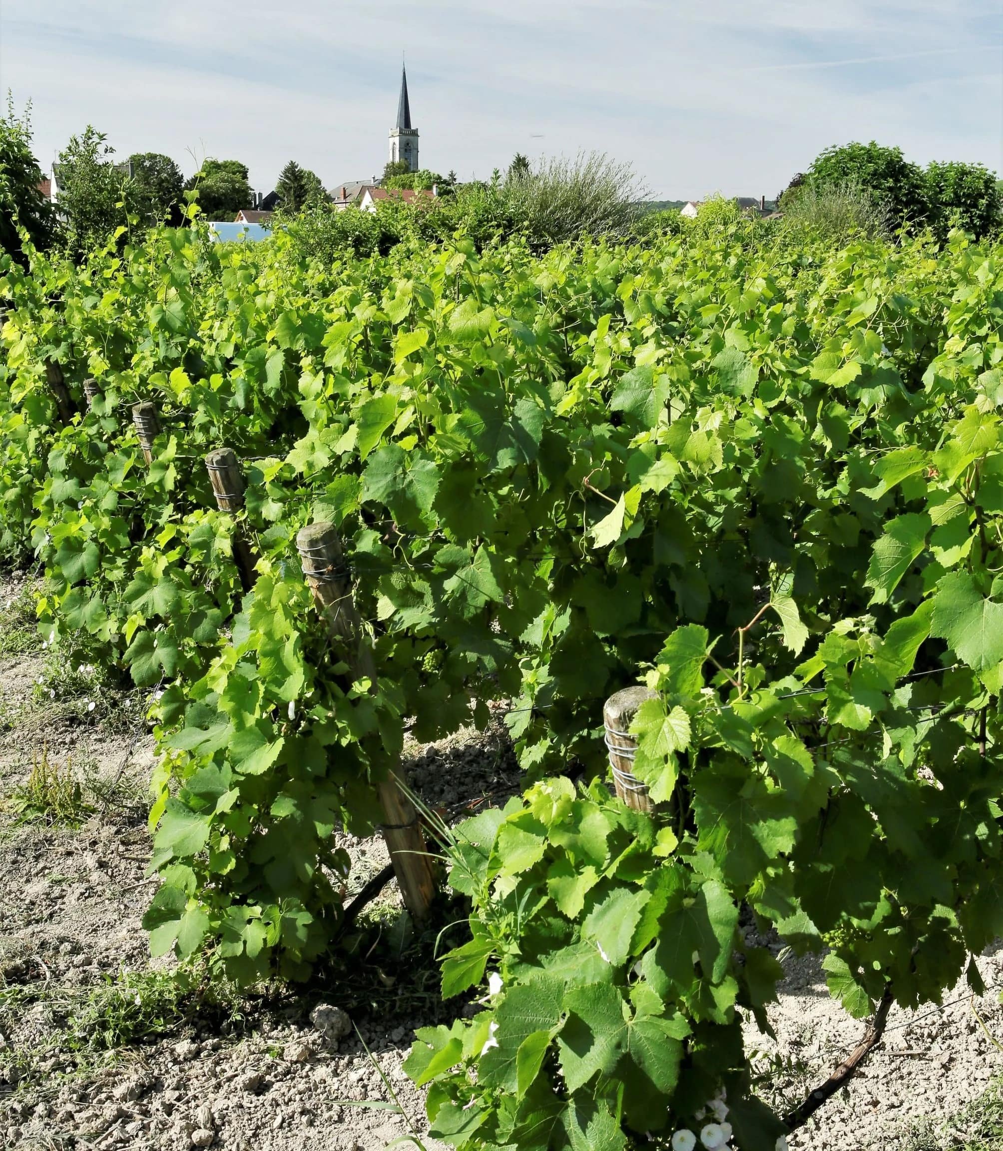 Champagne Agrapart et Fils | LITTLEWINE | The knowledge platform
