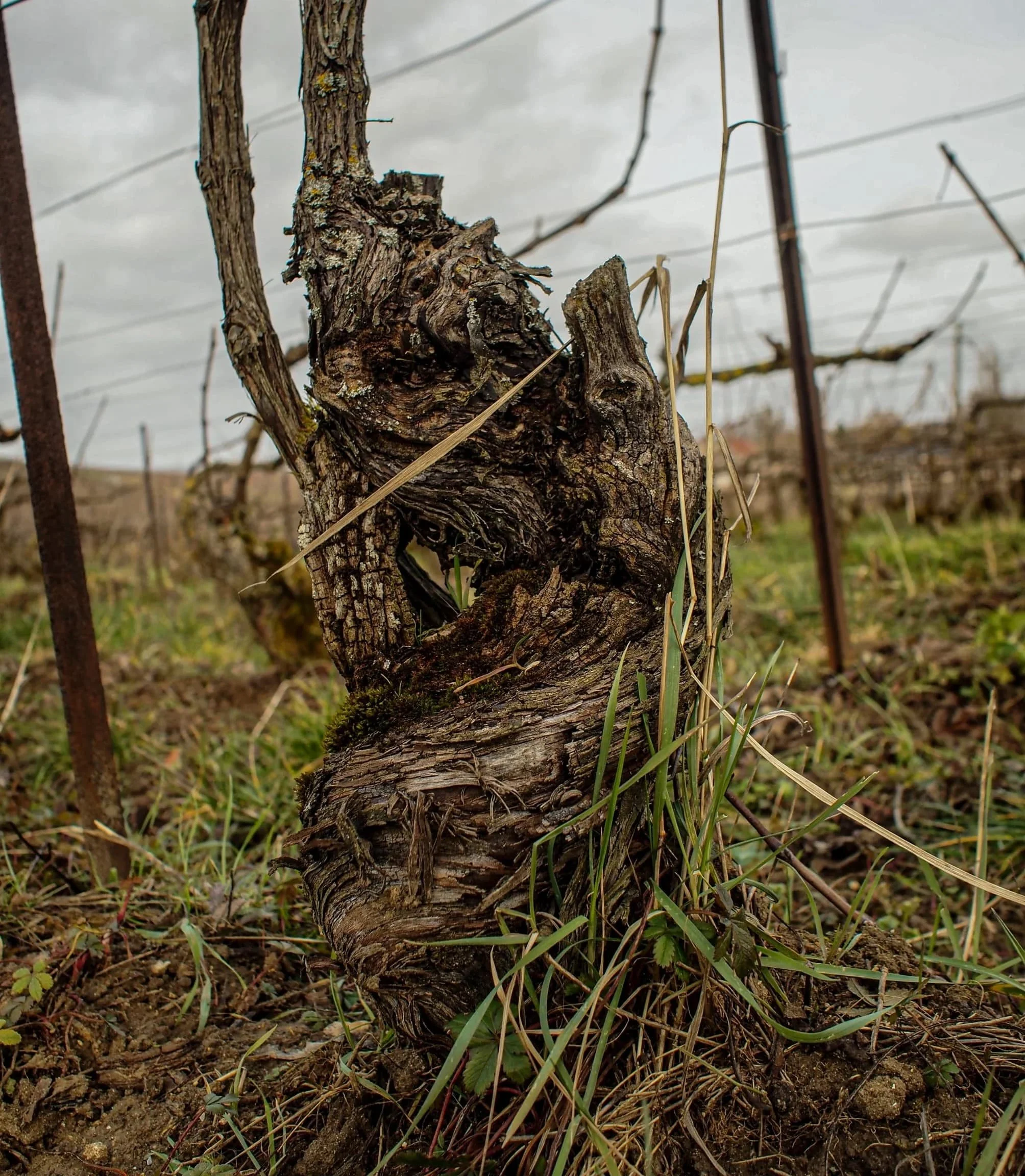 Champagne Timothée Stroebel | LITTLEWINE | The knowledge platform