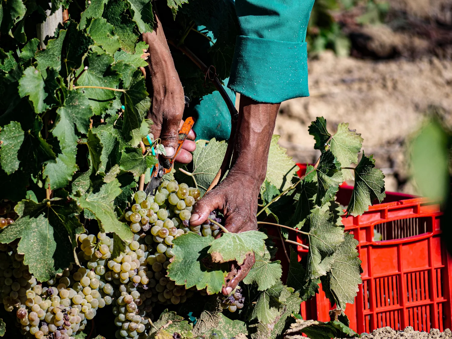 The Sadie Family Wines: Eben Sadie's all-or-nothing commitment to soil ...