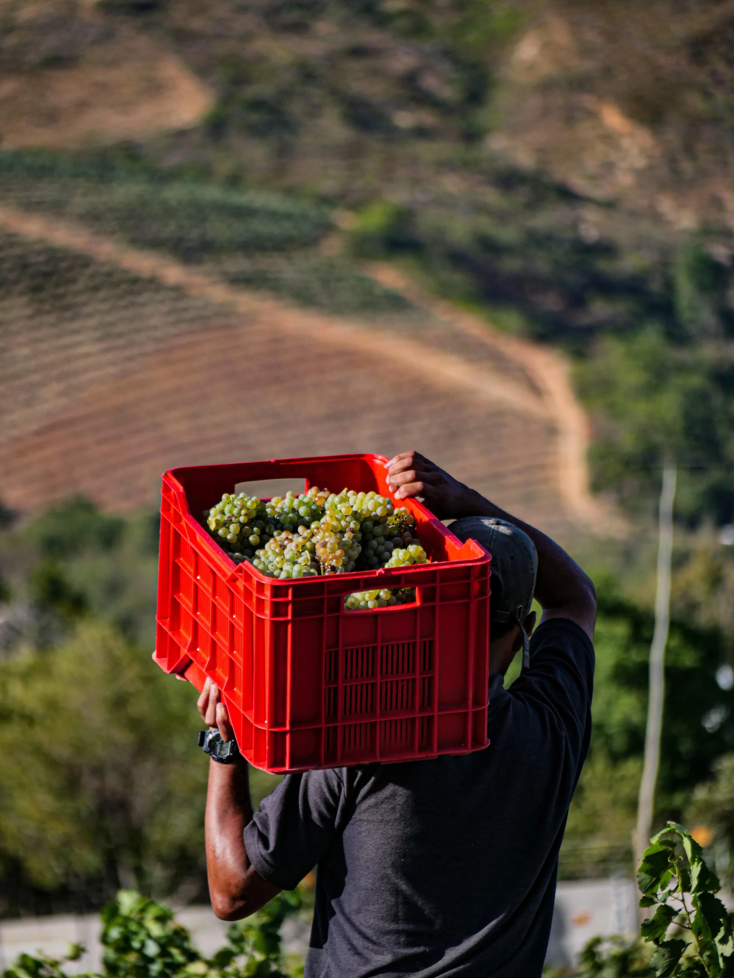 The Sadie Family Wines: Eben Sadie's all-or-nothing commitment to soil ...