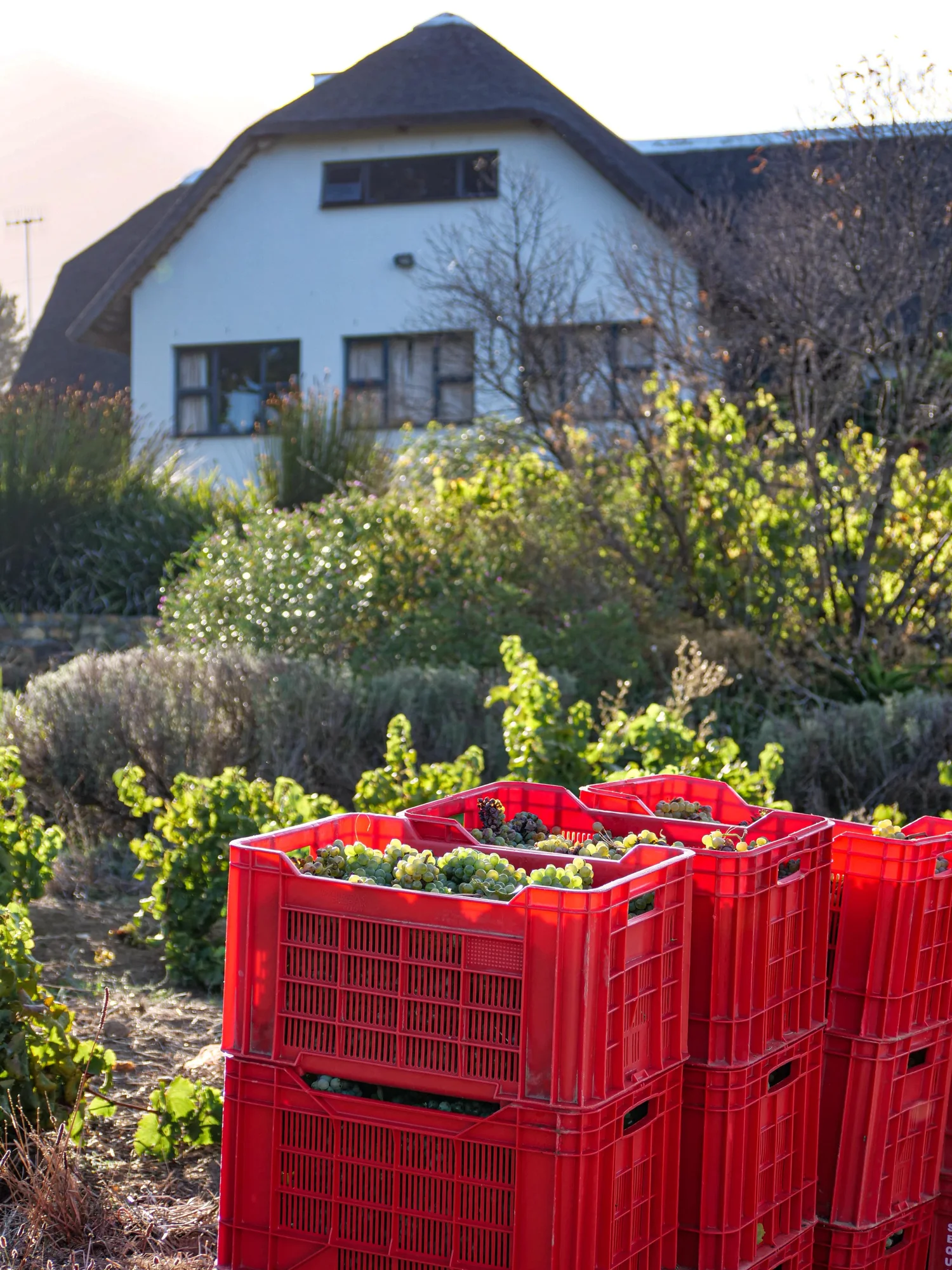 The Sadie Family Wines: Eben Sadie's all-or-nothing commitment to soil ...
