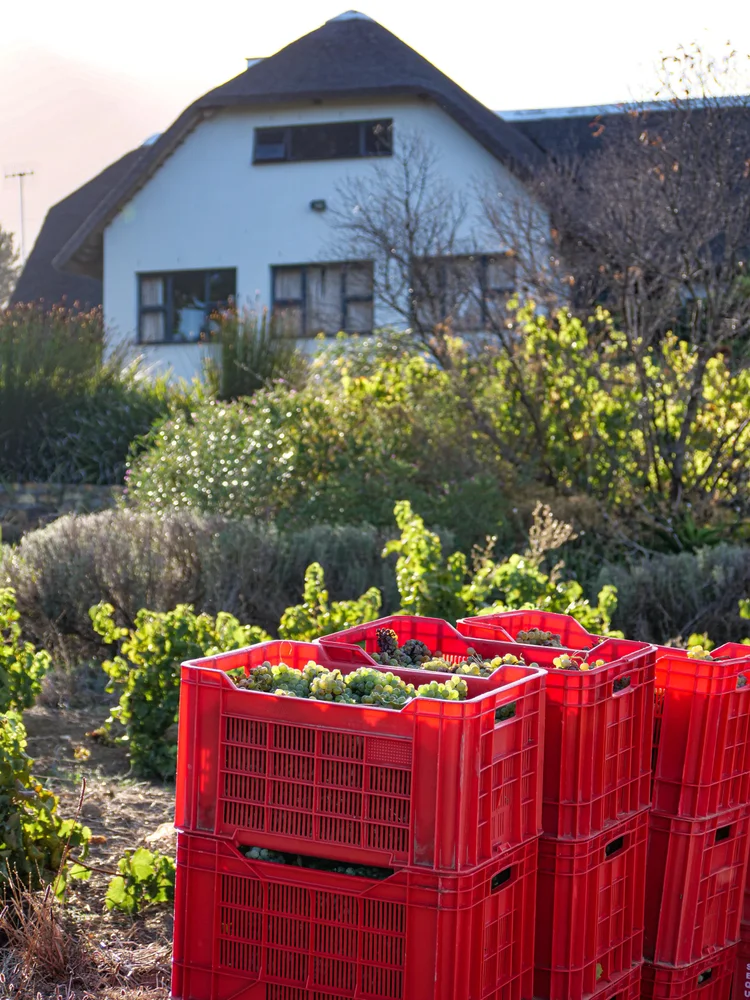 The Sadie Family Wines: Eben Sadie's all-or-nothing commitment to soil ...