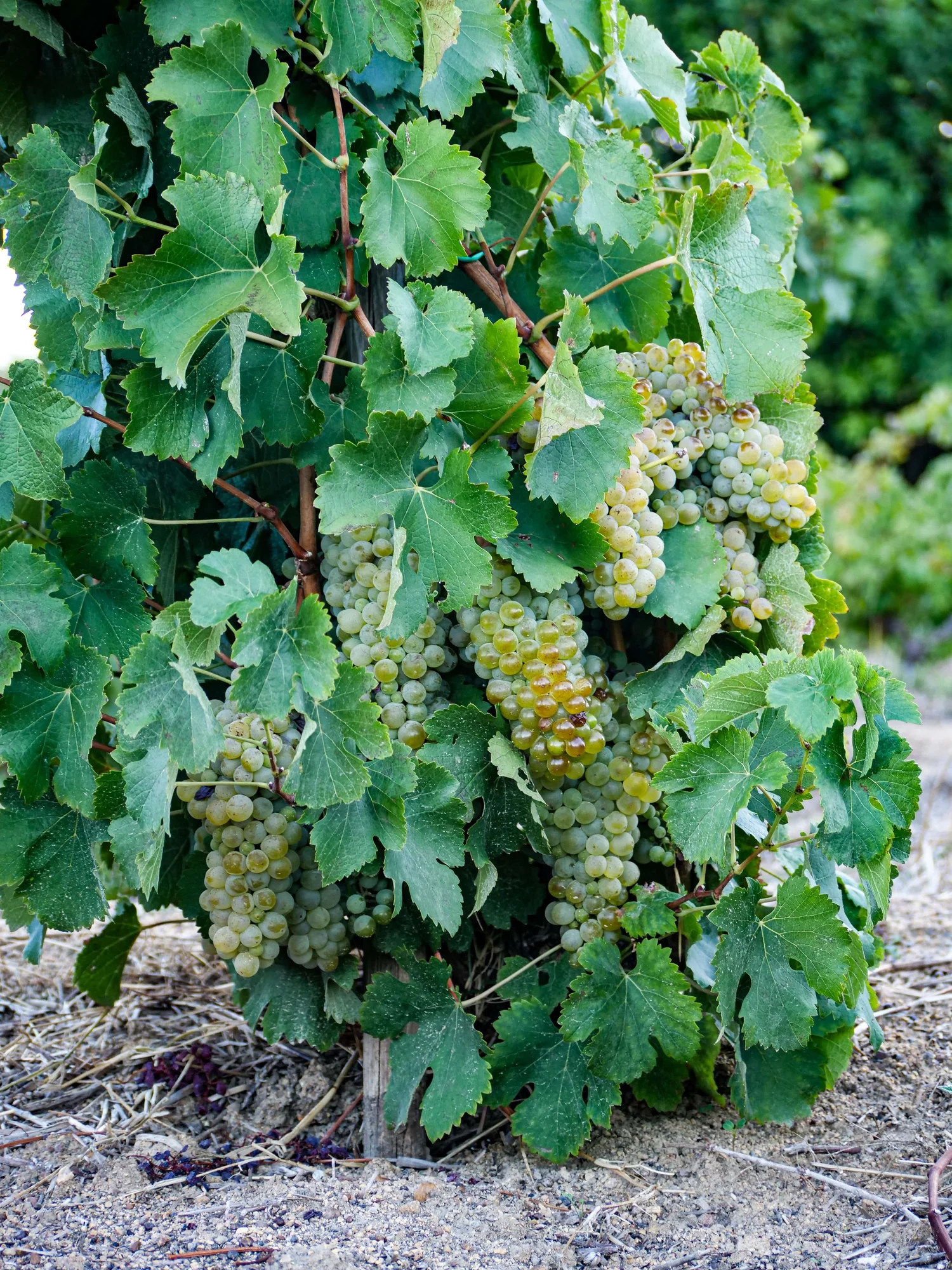The Sadie Family Wines: Eben Sadie's all-or-nothing commitment to soil ...