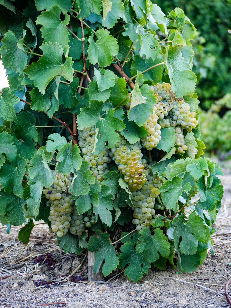The Sadie Family Wines: Eben Sadie's all-or-nothing commitment to soil ...