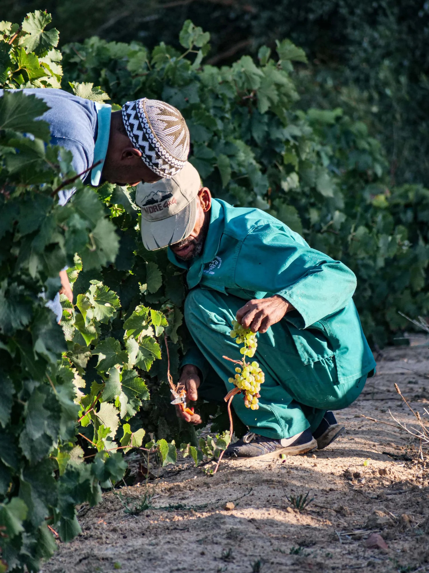 The Sadie Family Wines: Eben Sadie's all-or-nothing commitment to soil ...