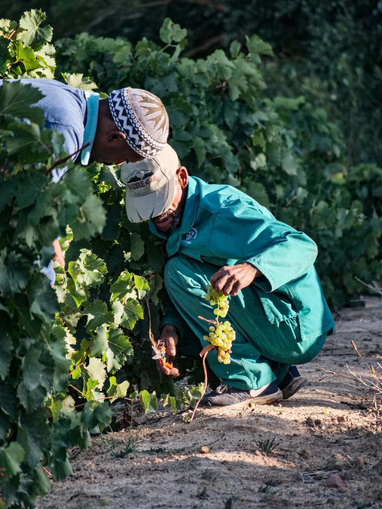 The Sadie Family Wines: Eben Sadie's all-or-nothing commitment to soil ...