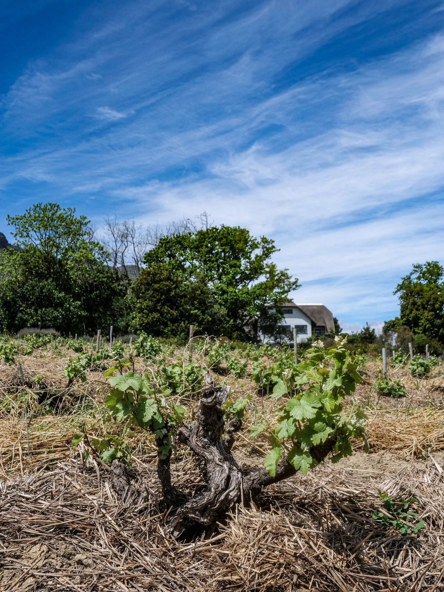 The Sadie Family Wines: Eben Sadie's all-or-nothing commitment to soil ...