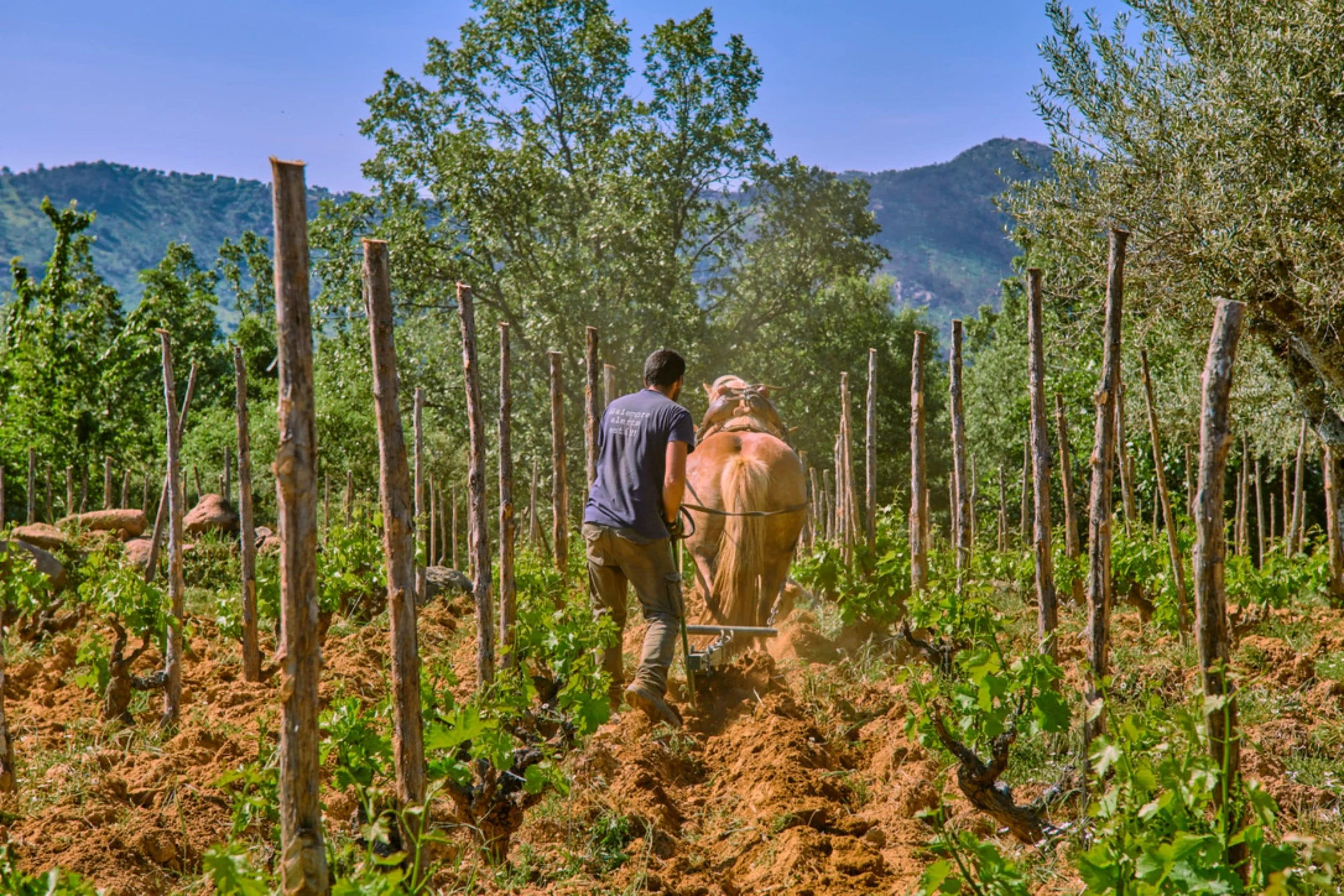 Comando G | LITTLEWINE | The knowledge platform