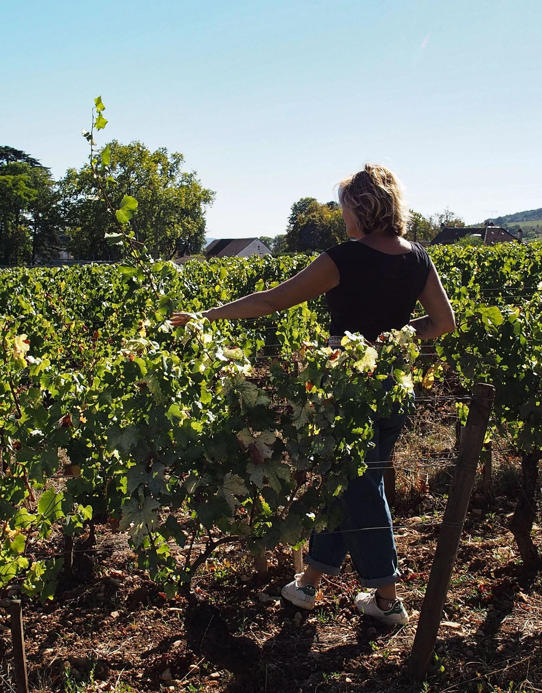 Domaine Bernard-Bonin | LITTLEWINE | The knowledge platform