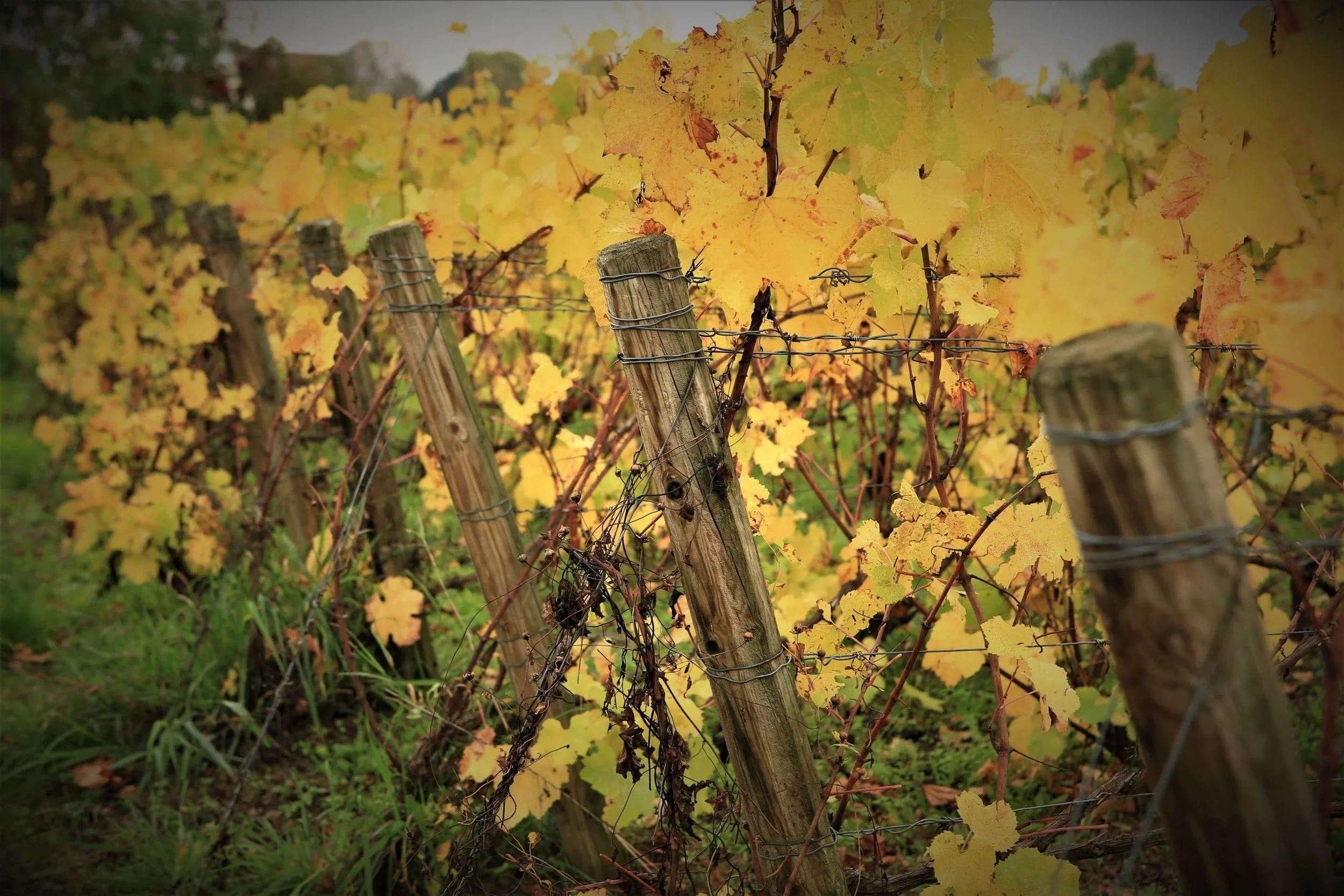Champagne Agrapart et Fils | LITTLEWINE | The knowledge platform