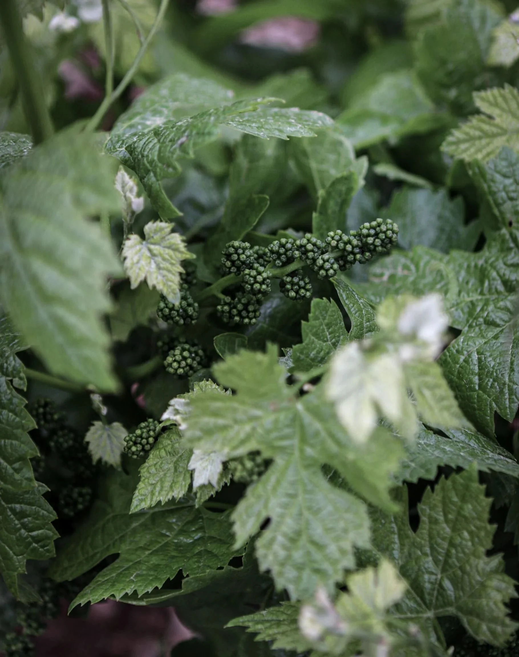 Domaine Inebriati | LITTLEWINE | The knowledge platform