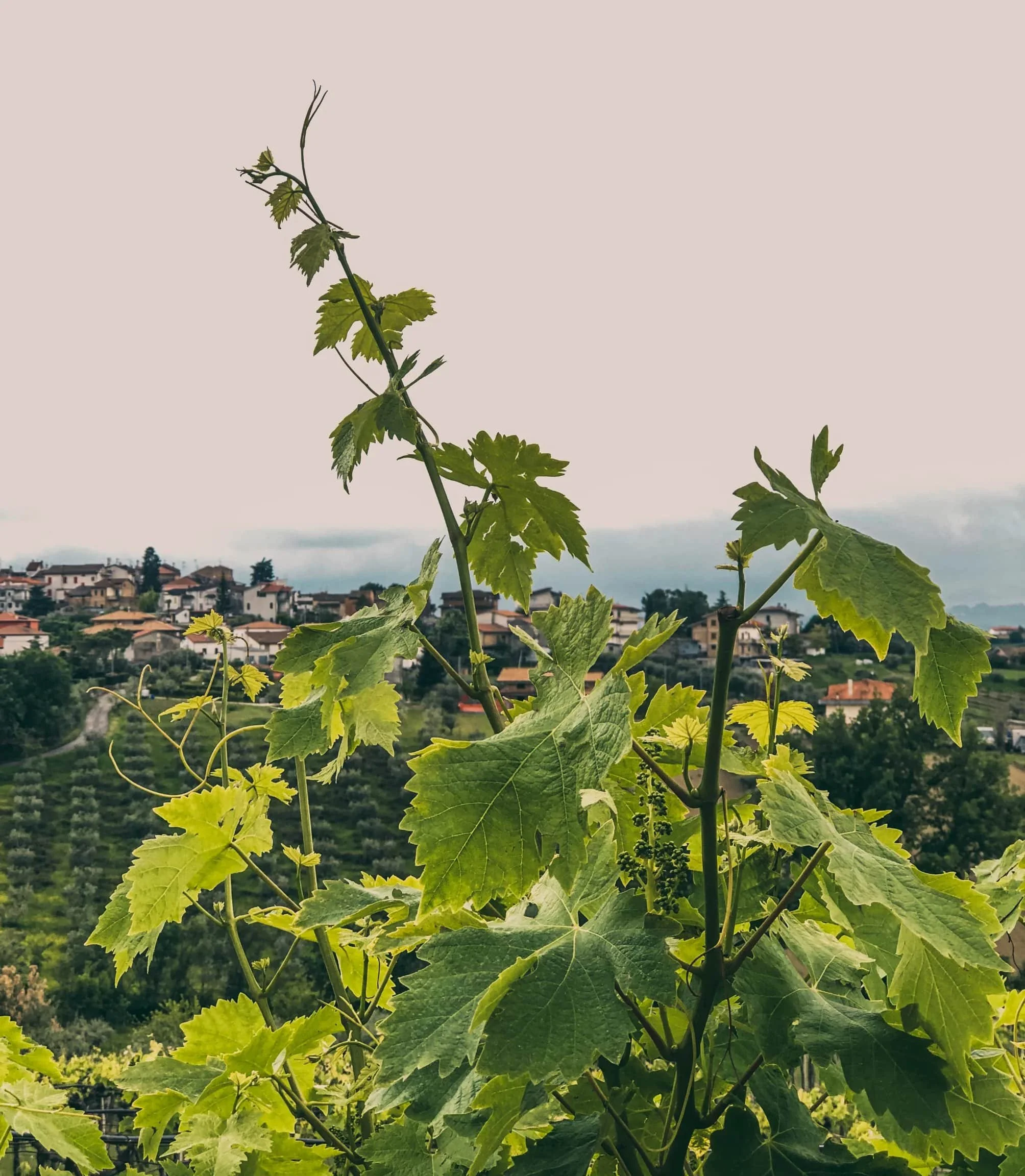 Emidio Pepe | LITTLEWINE | The knowledge platform