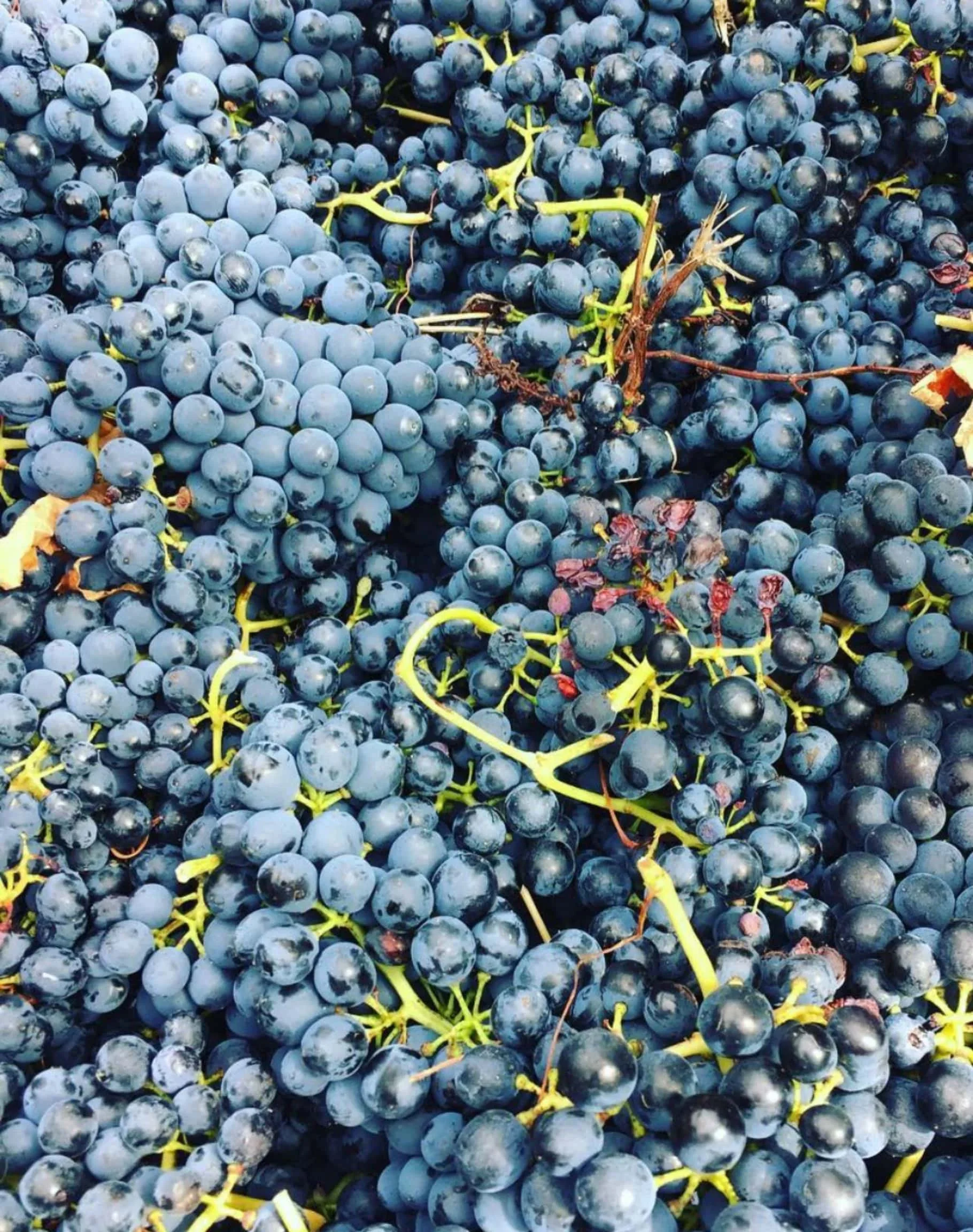 Domaine Inebriati | LITTLEWINE | The knowledge platform