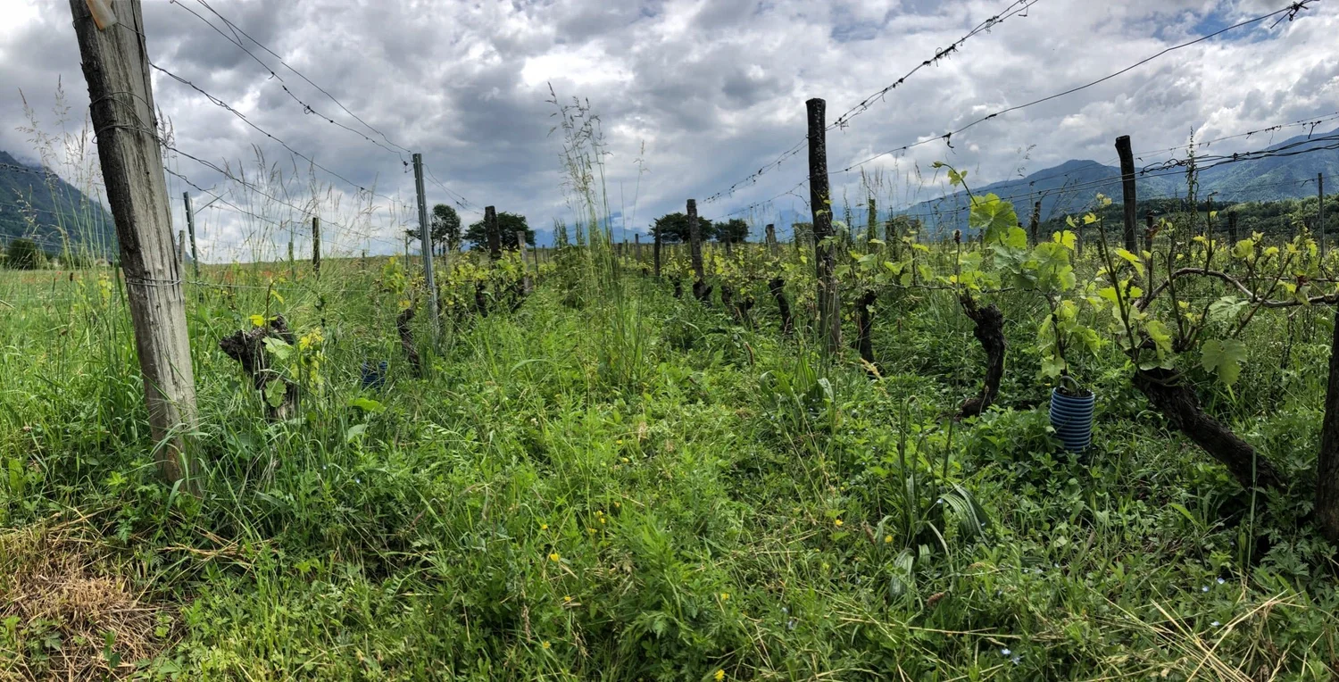 Domaine de Chevillard | LITTLEWINE | The knowledge platform