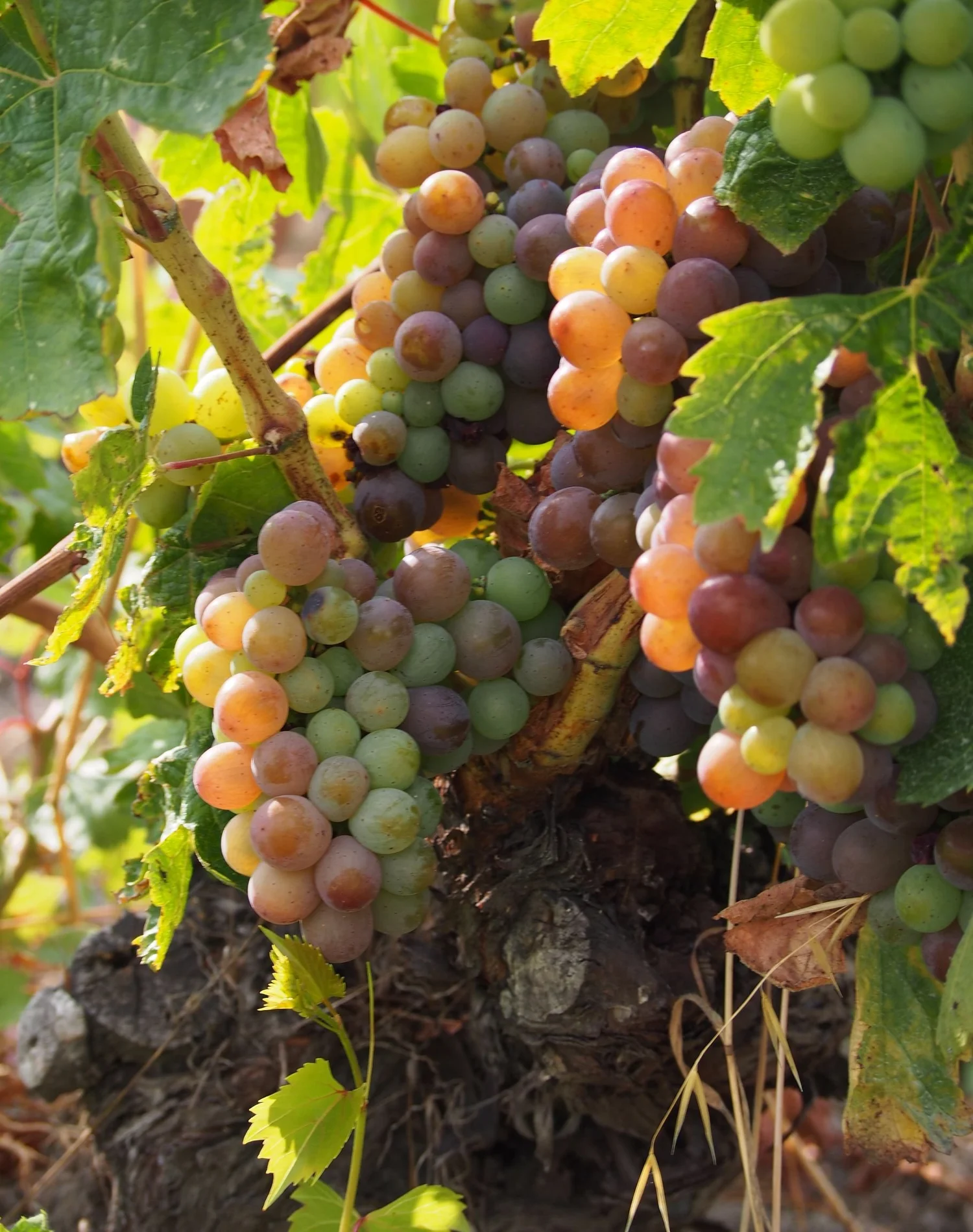 How is White Wine Made? | LITTLEWINE | The knowledge platform