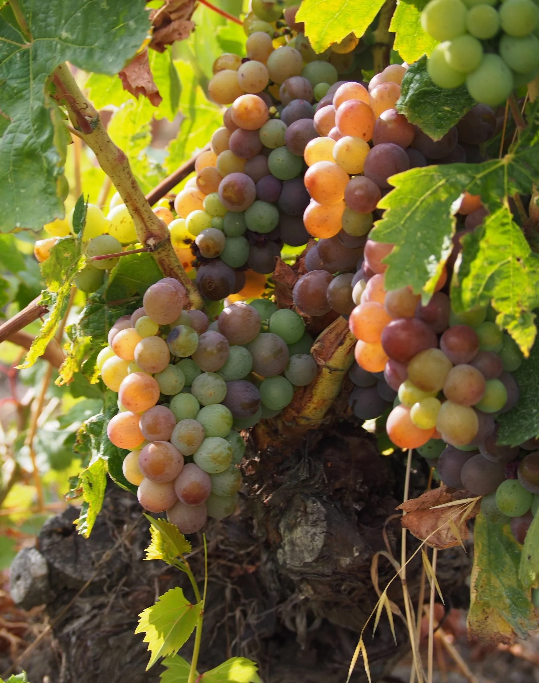 How is White Wine Made? | LITTLEWINE | The knowledge platform