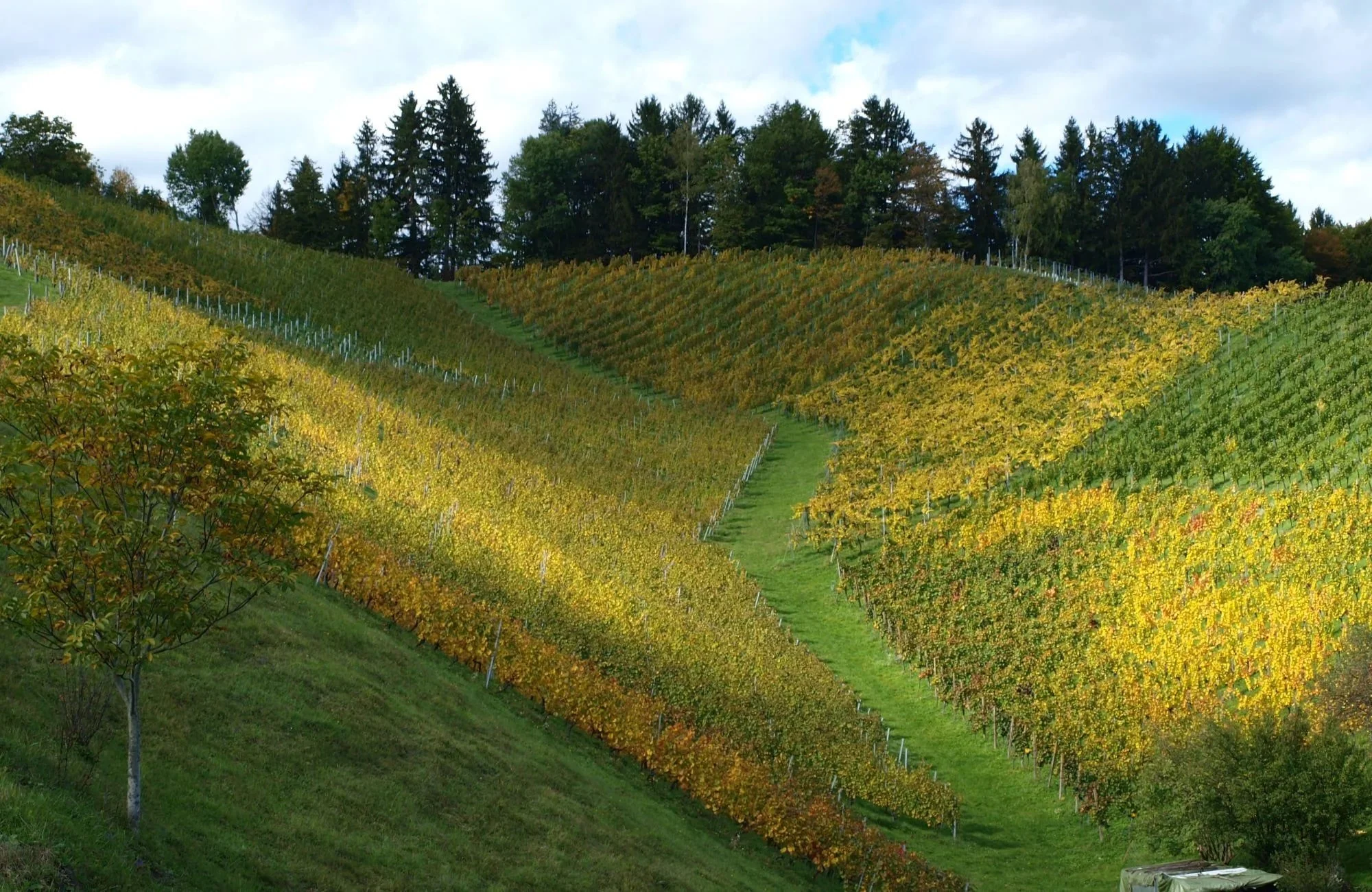 Weingut Tauss | LITTLEWINE | The knowledge platform