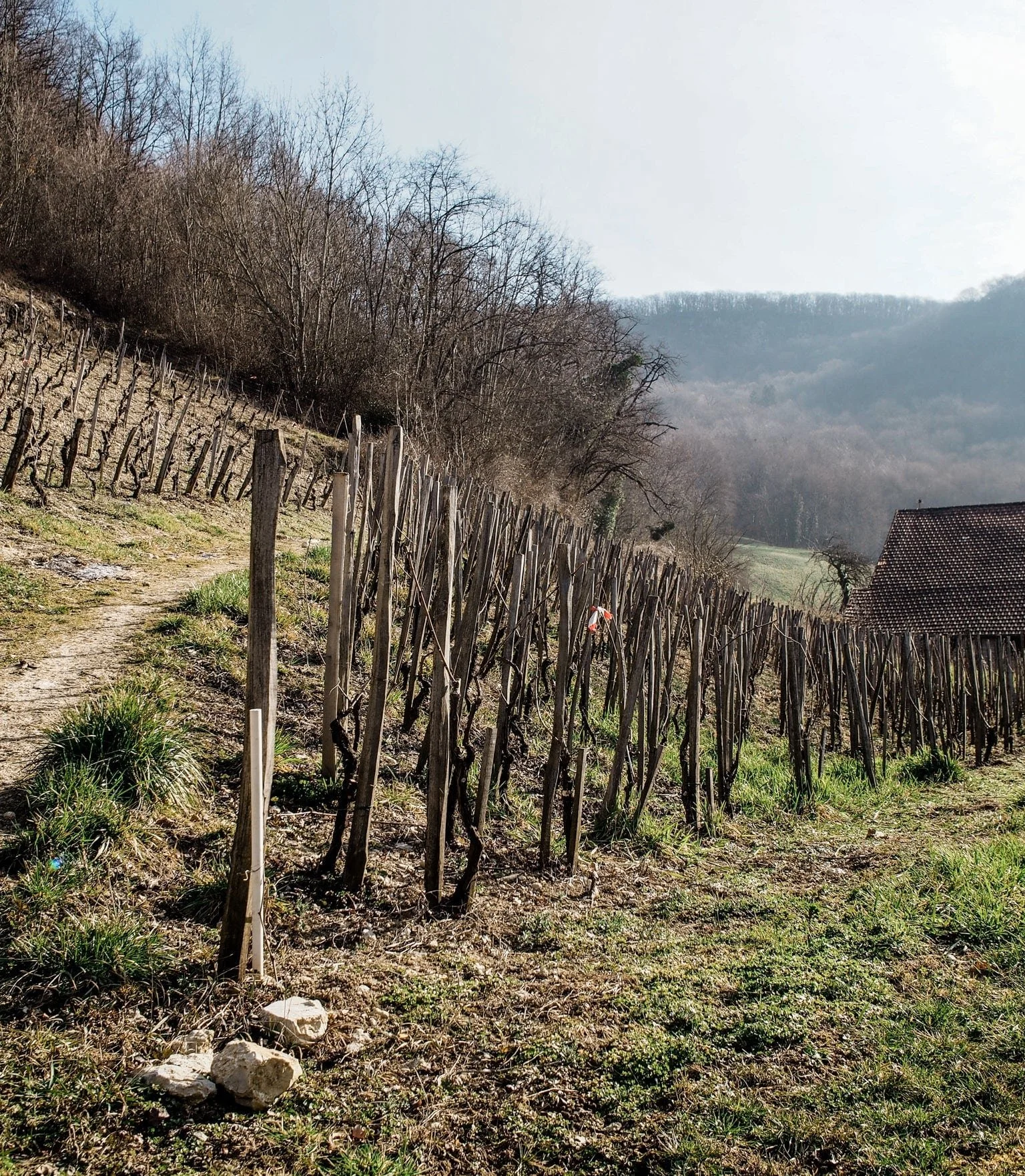 Domaine Ganevat | LITTLEWINE | The knowledge platform