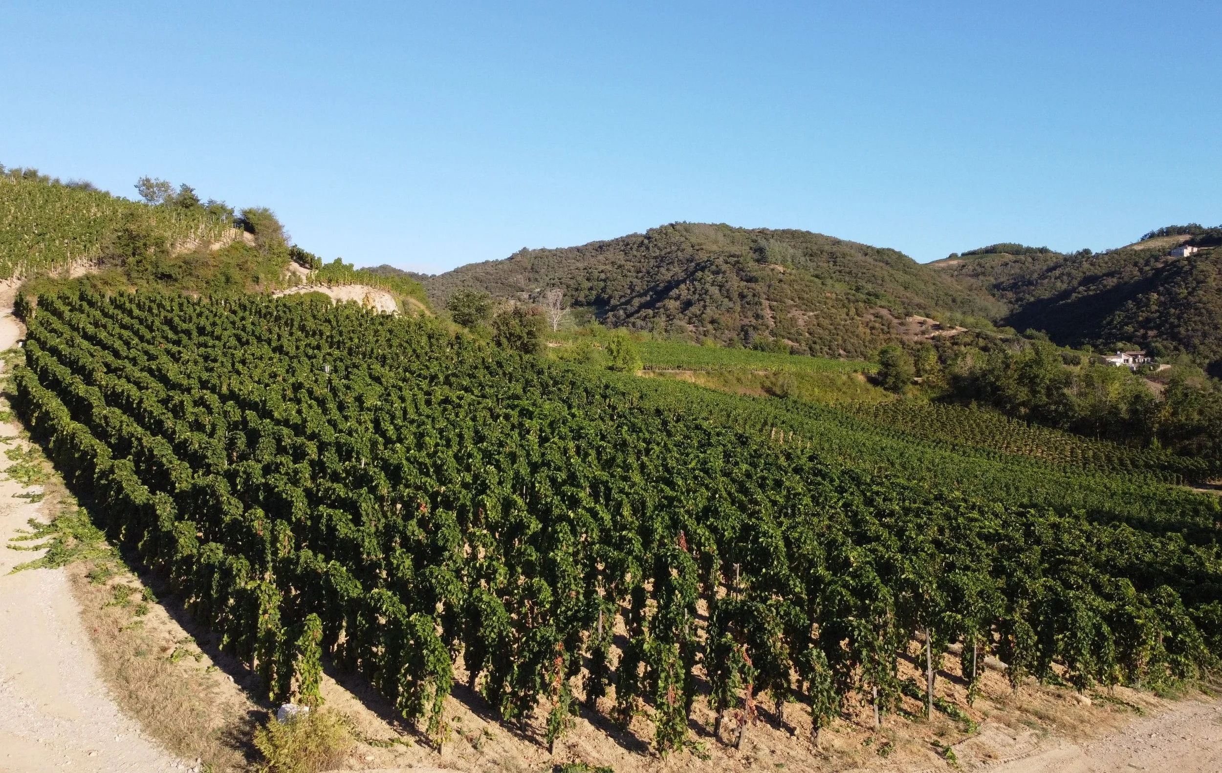 Domaine Pierre Gonon | LITTLEWINE | The knowledge platform