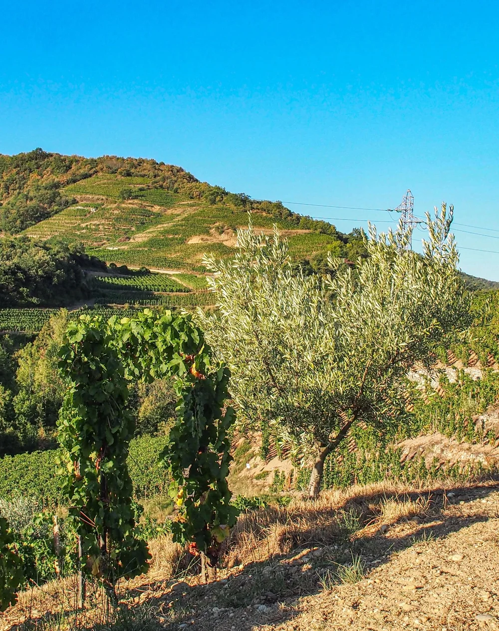 Domaine Pierre Gonon | LITTLEWINE | The knowledge platform