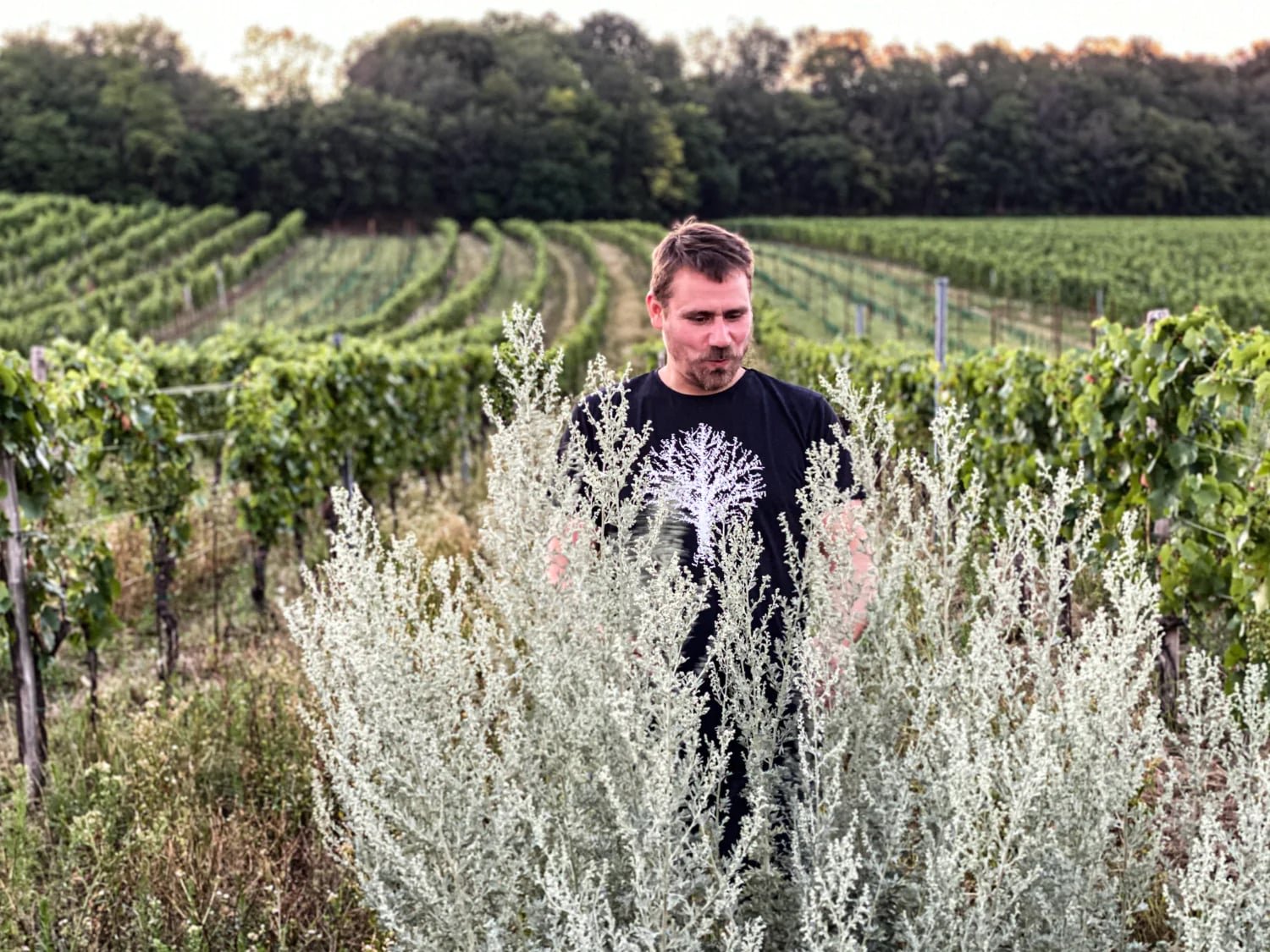 Markus Altenburger | LITTLEWINE | The knowledge platform