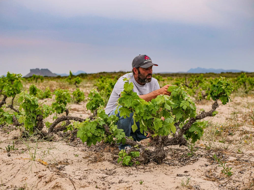 The Sadie Family Wines: Eben Sadie's all-or-nothing commitment to soil ...
