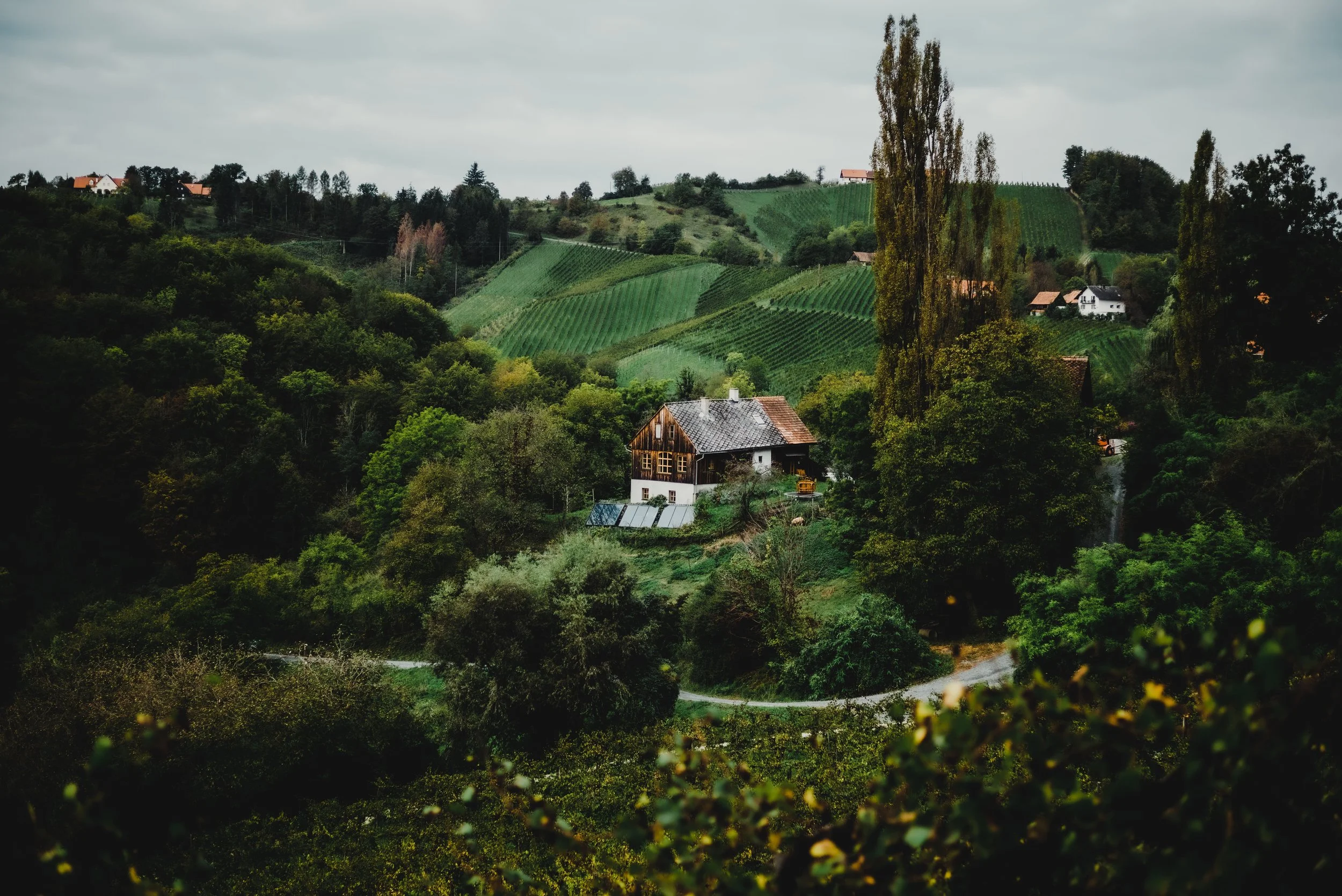 The Styria Wine Region | LITTLEWINE | The knowledge platform